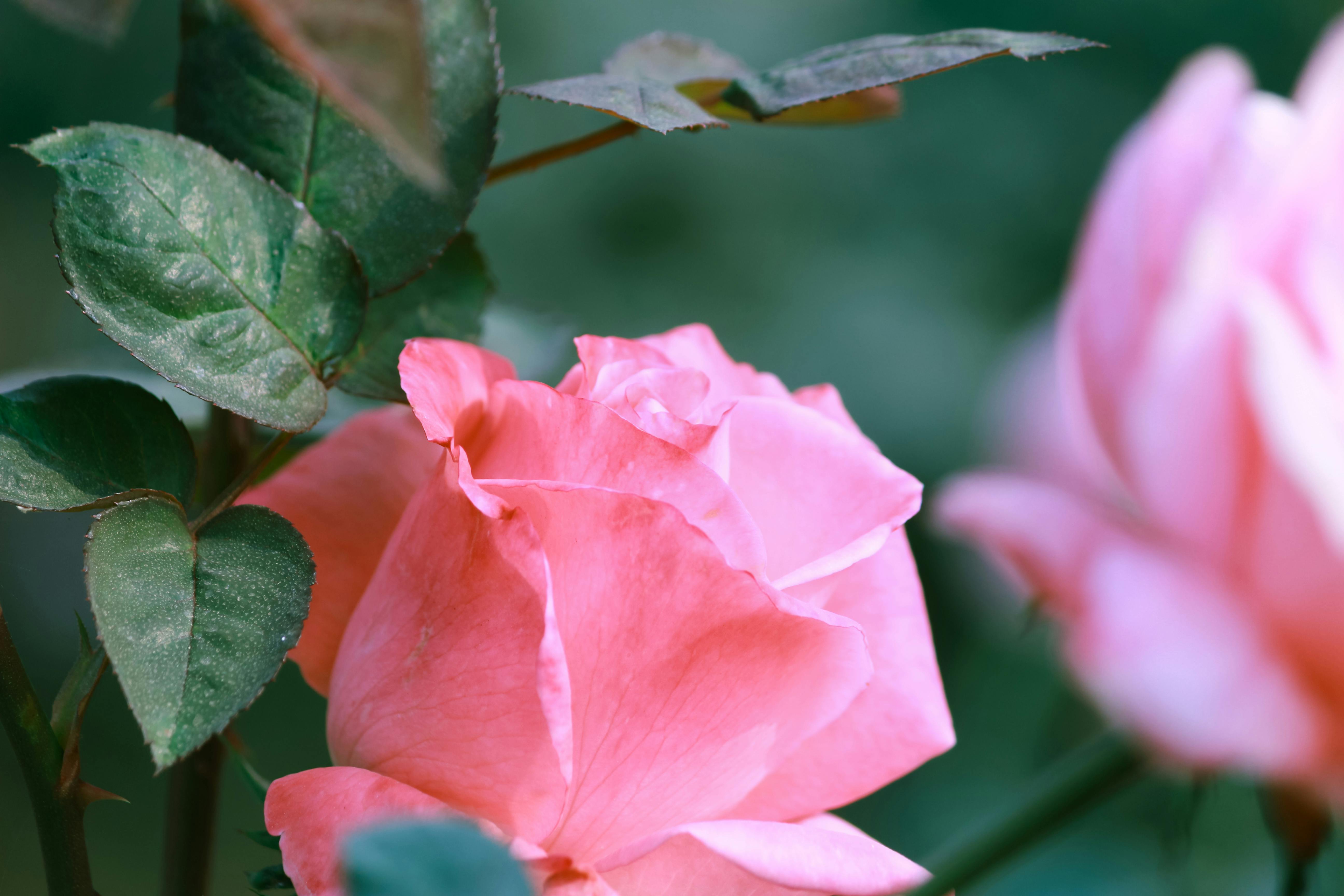 Rose Torn Photos, Download The BEST Free Rose Torn Stock Photos & HD Images