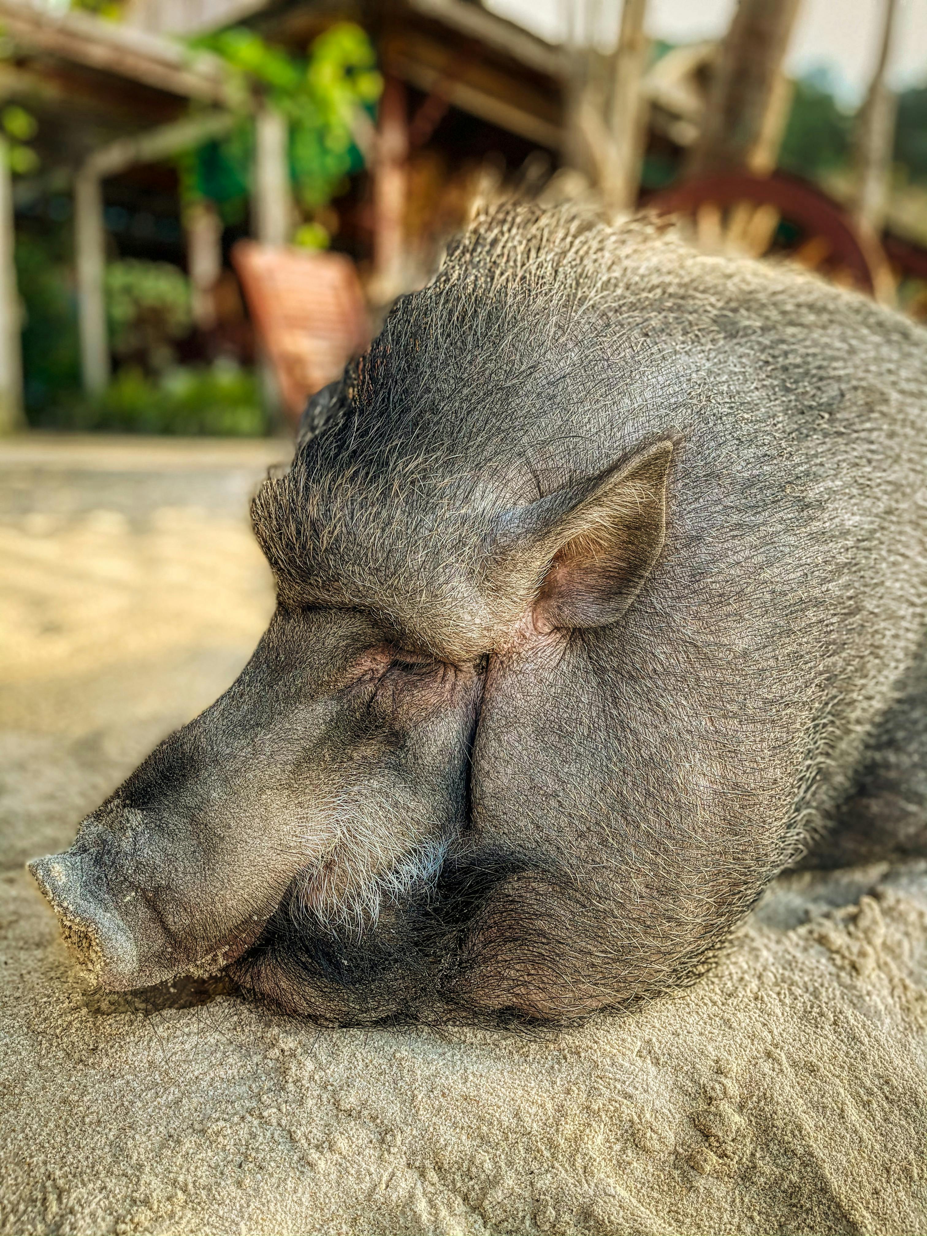 Photograph of Domestic Pig · Free Stock Photo