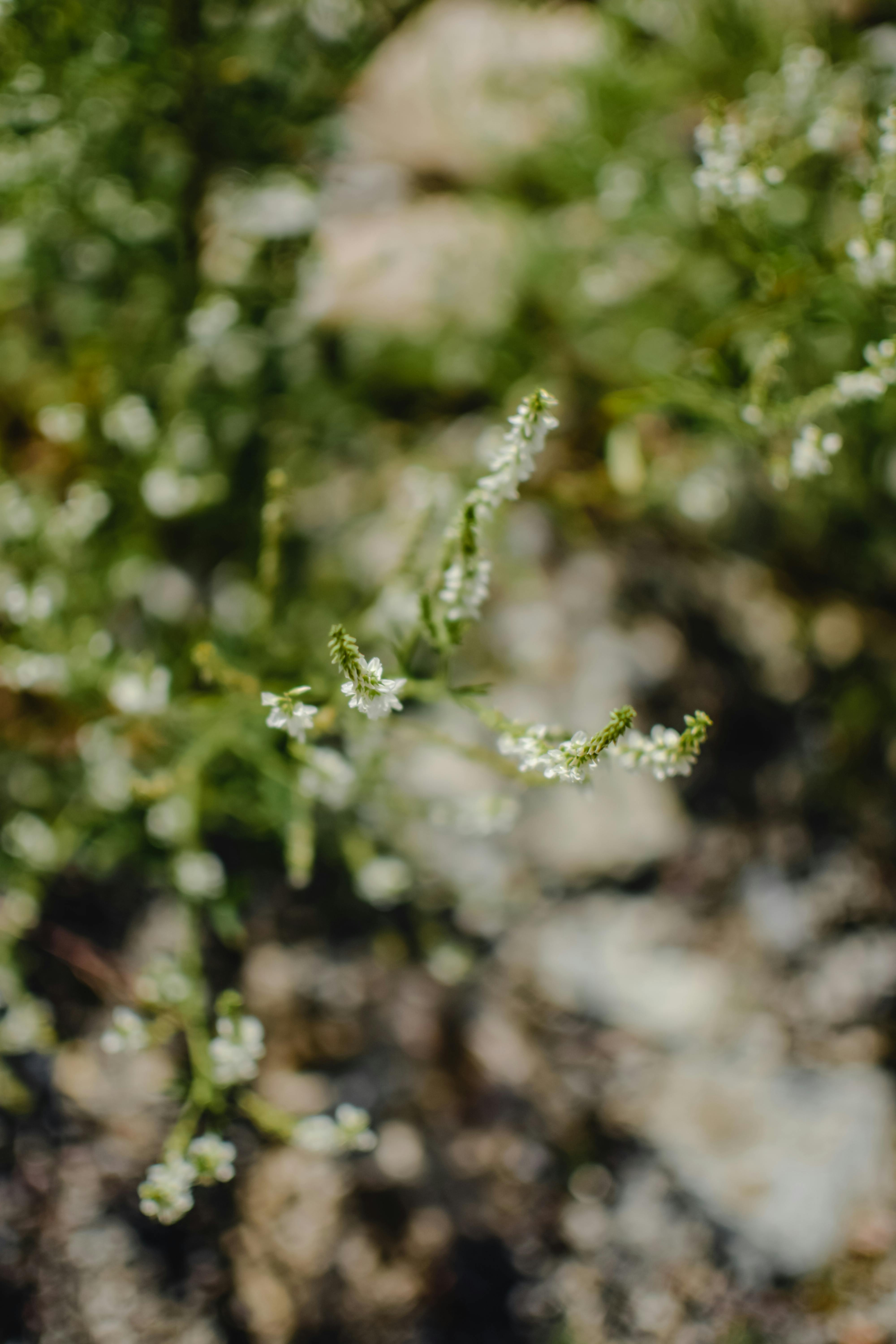 Close-Up Shot of Flower Buds · Free Stock Photo