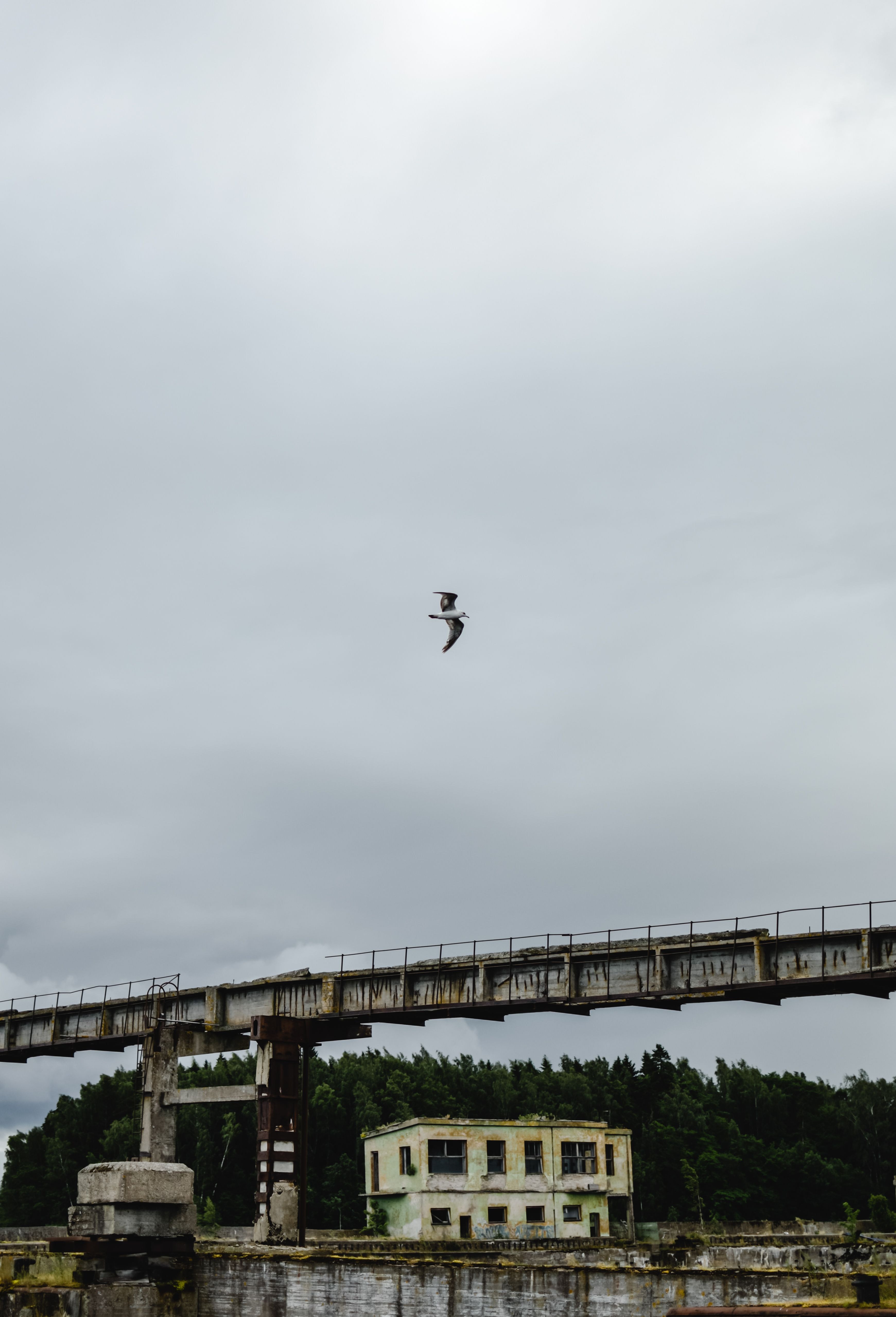 Seagull Flying by a Bridge Arch · Free Stock Photo
