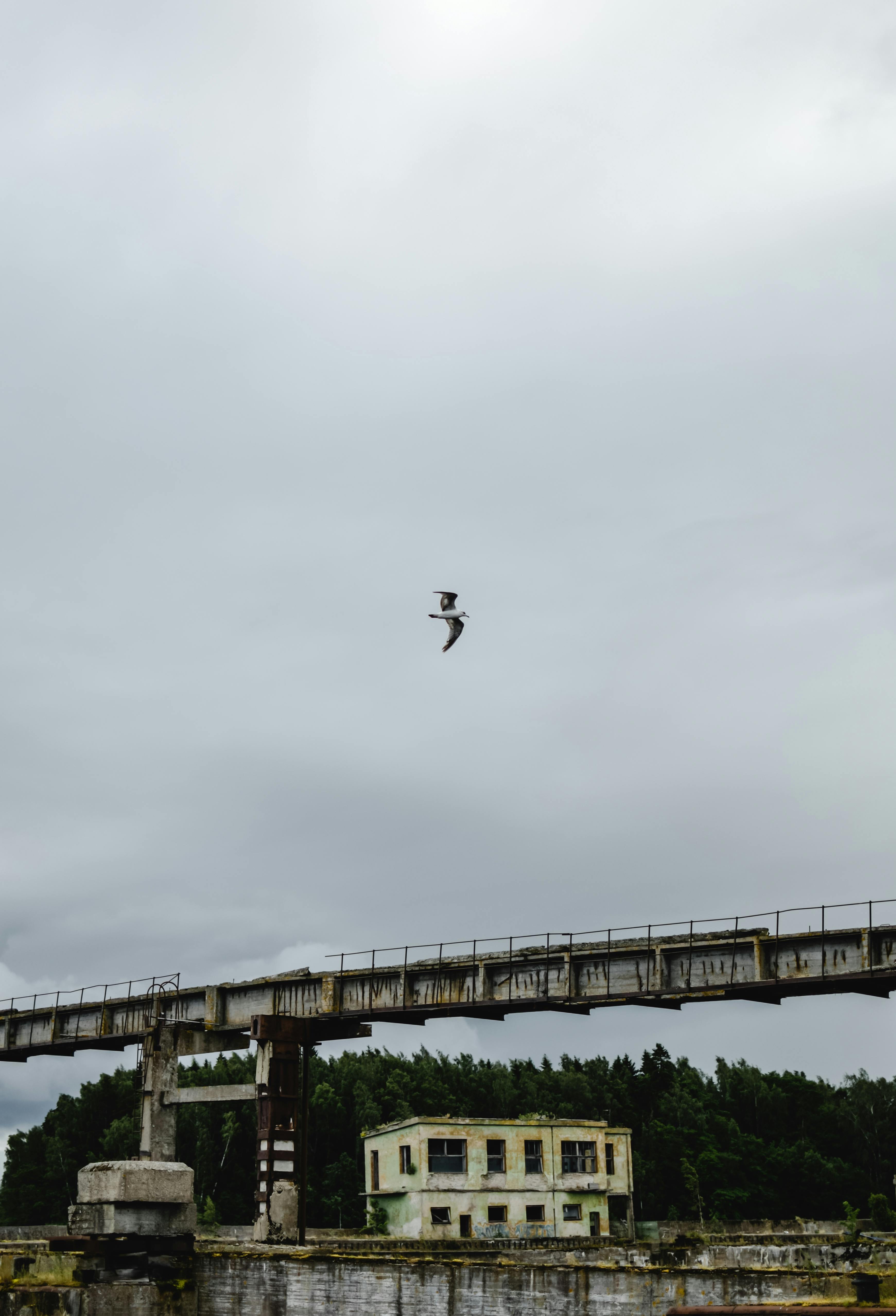 A Bird Flying over a Bridge · Free Stock Photo
