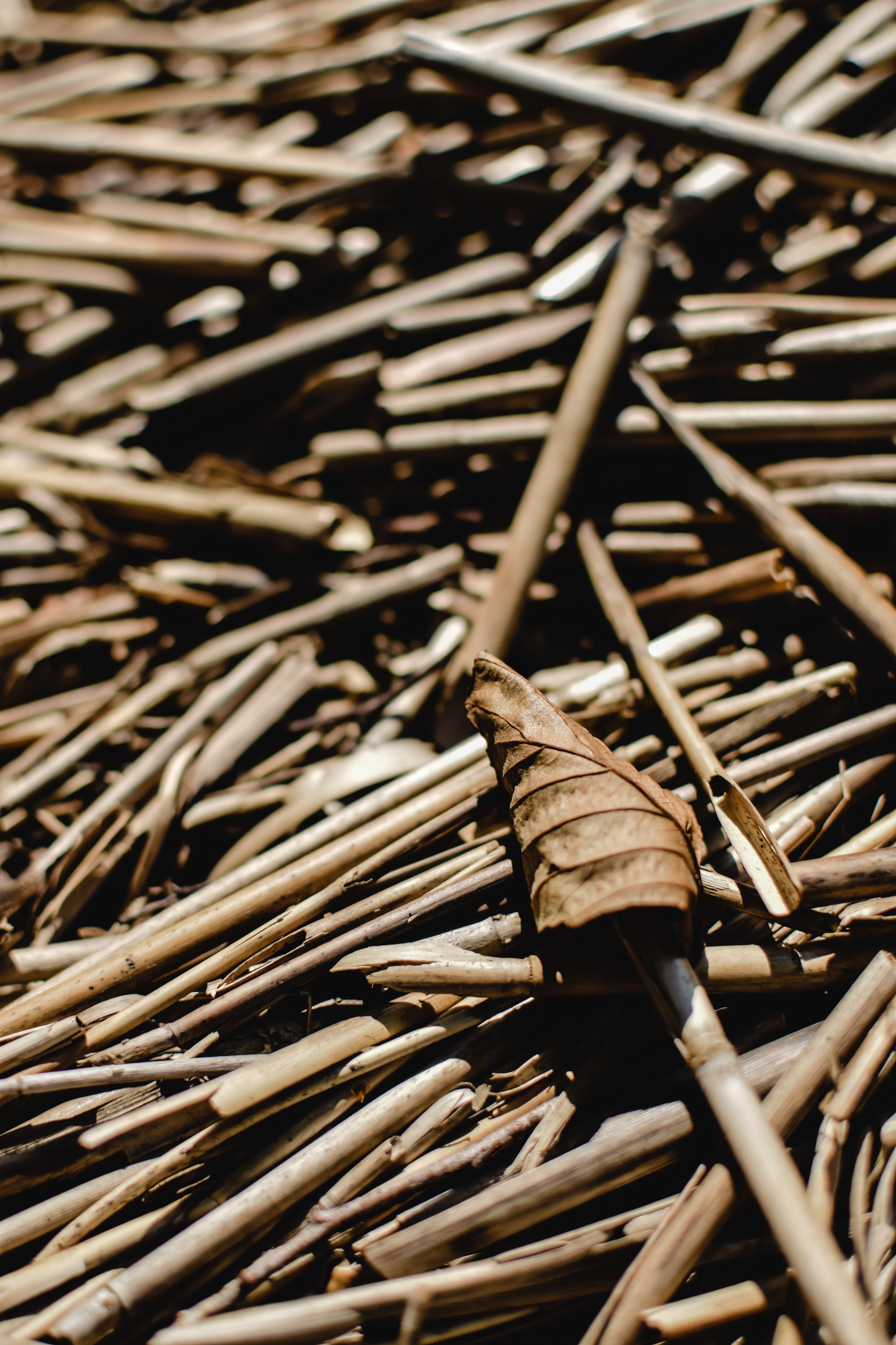 Close-up Photo of Twigs · Free Stock Photo