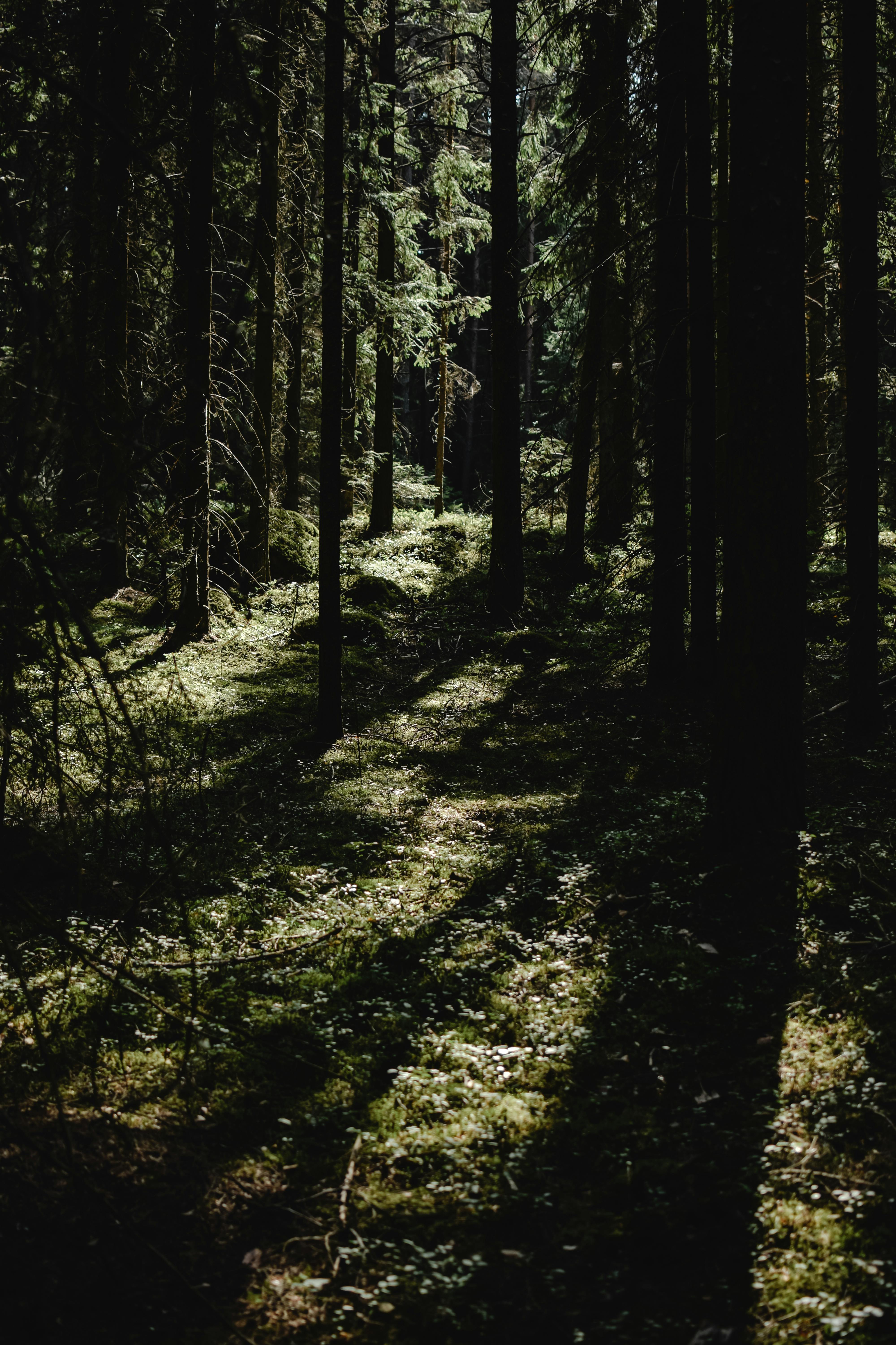 Photo of Forest During Daytime · Free Stock Photo