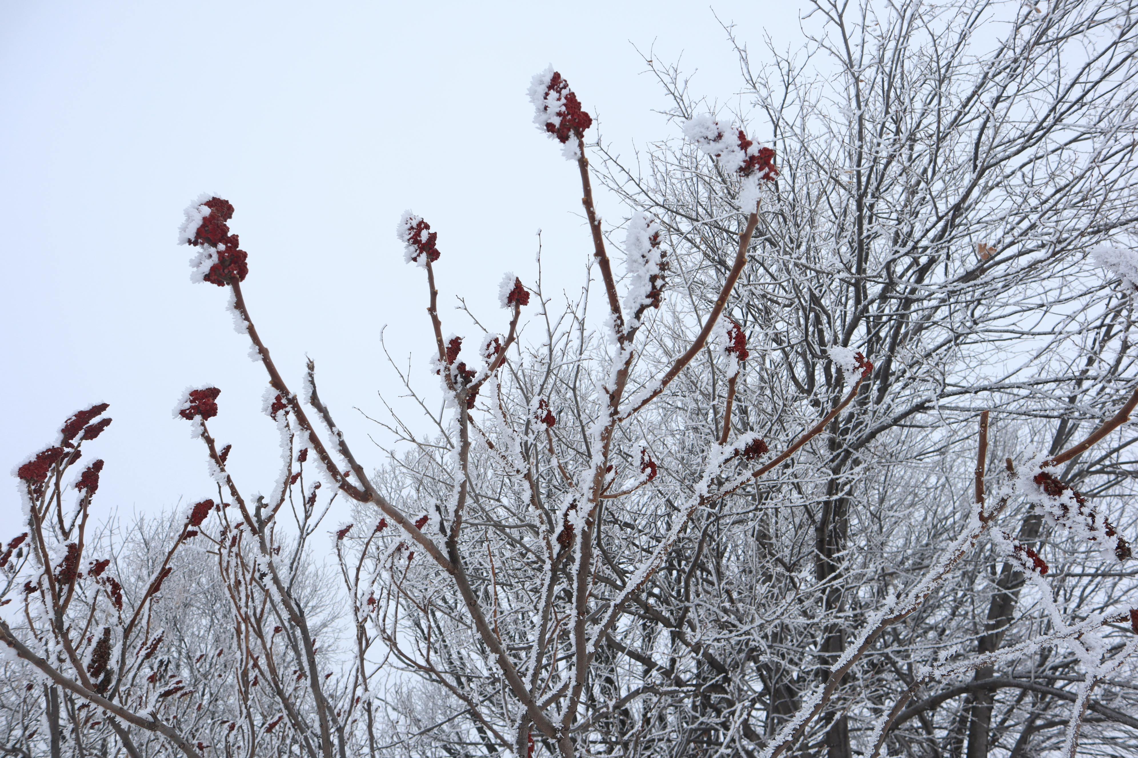 Steven Dickinson - Fotografía