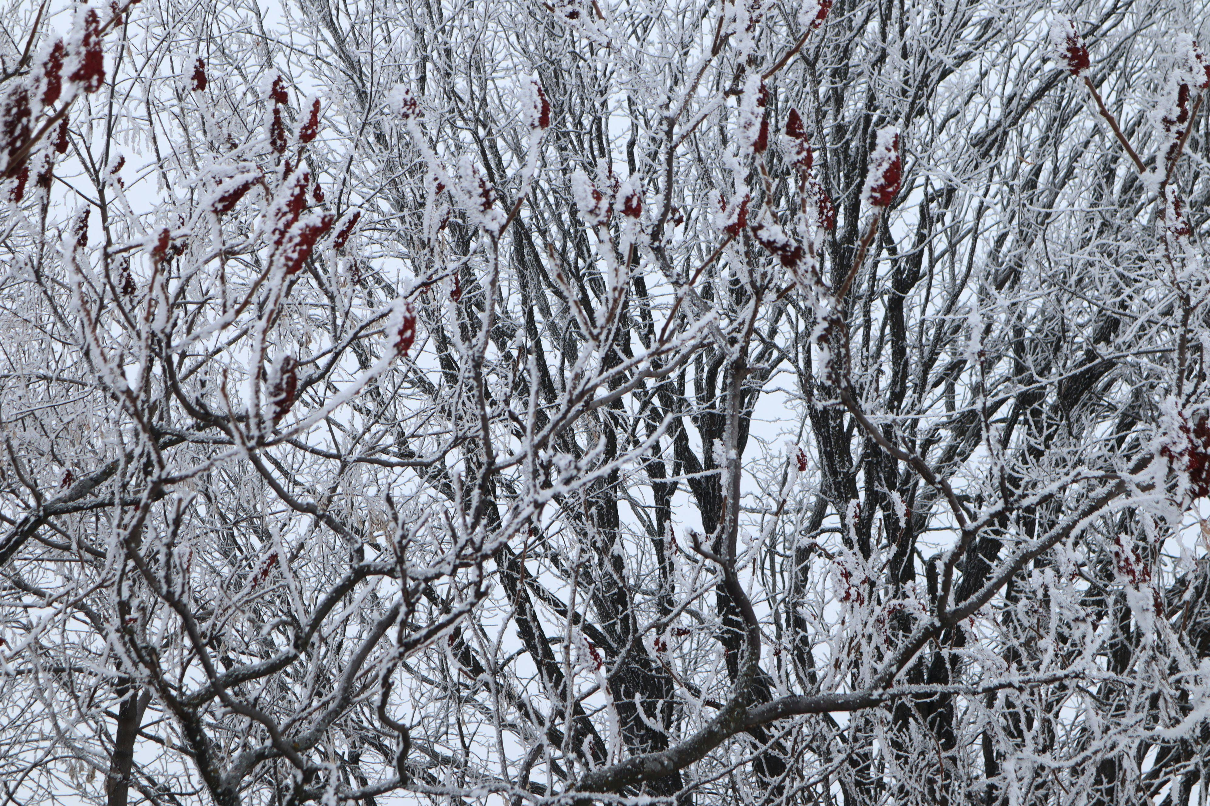 Steven Dickinson - 写真