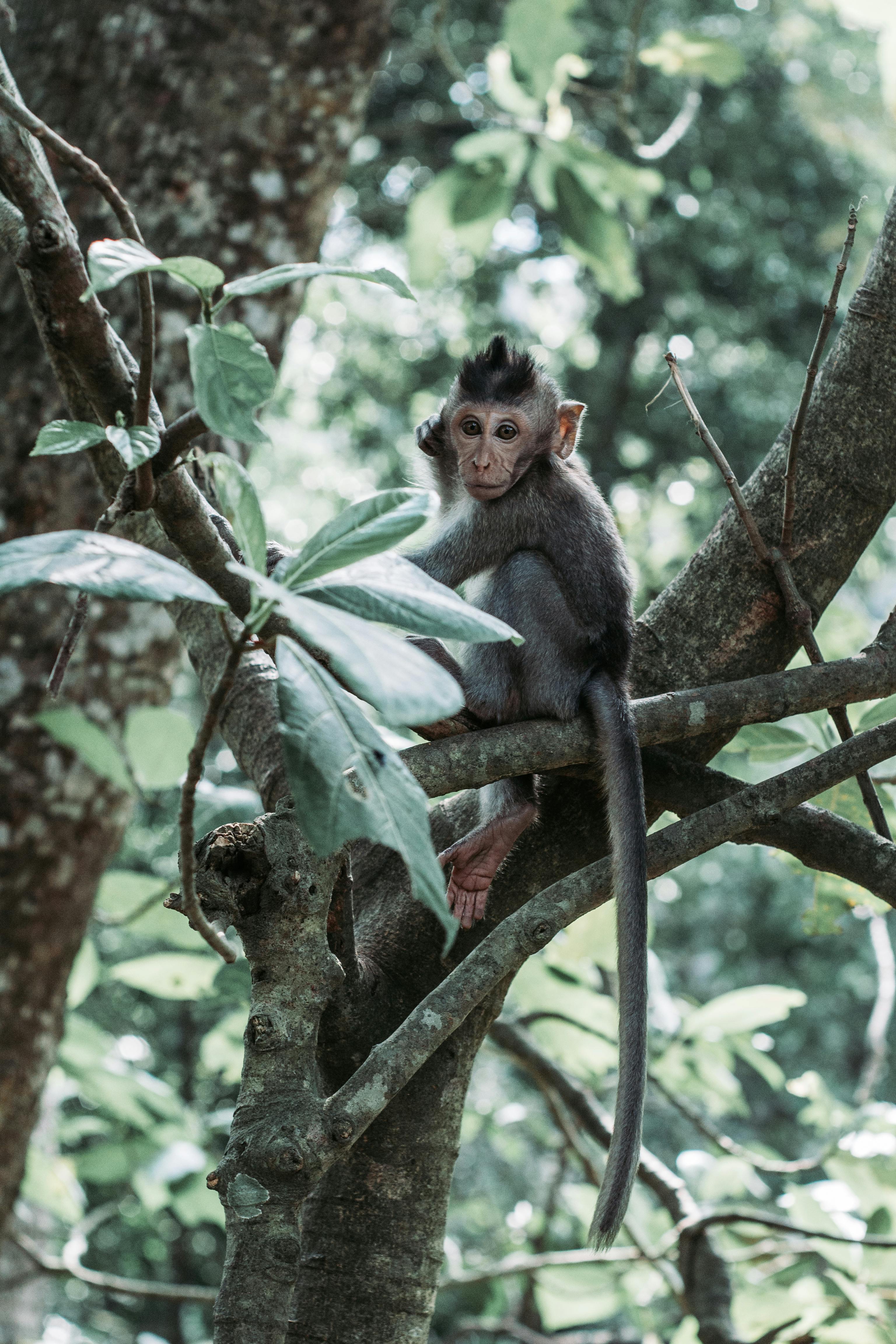 Brown Baby Monkey Sitting on Tree Branch · Free Stock Photo