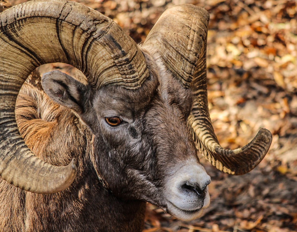 Ram Animal Photos, Download The BEST Free Ram Animal Stock Photos & HD ...