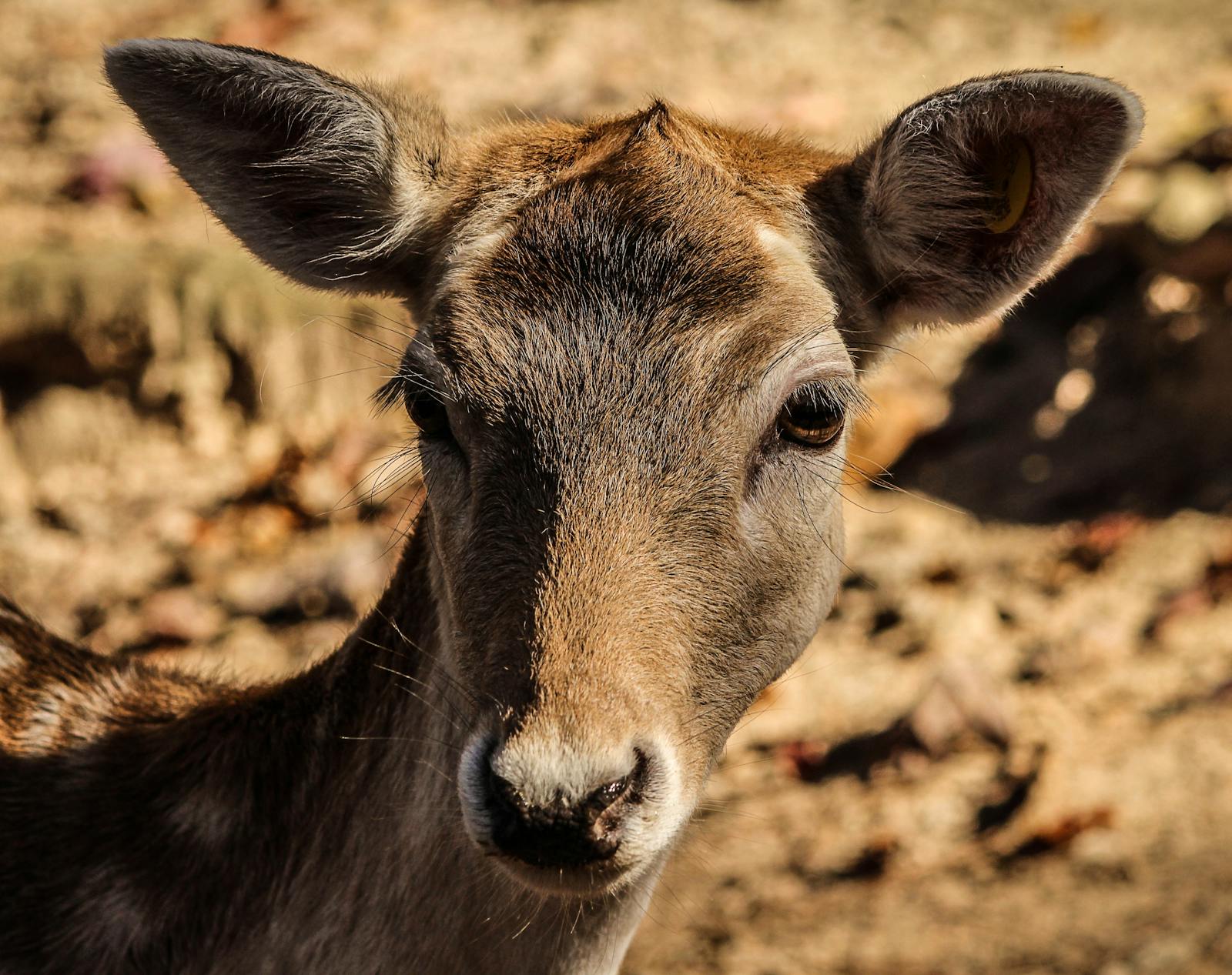 Cute Deer Photos, Download The BEST Free Cute Deer Stock Photos & HD Images