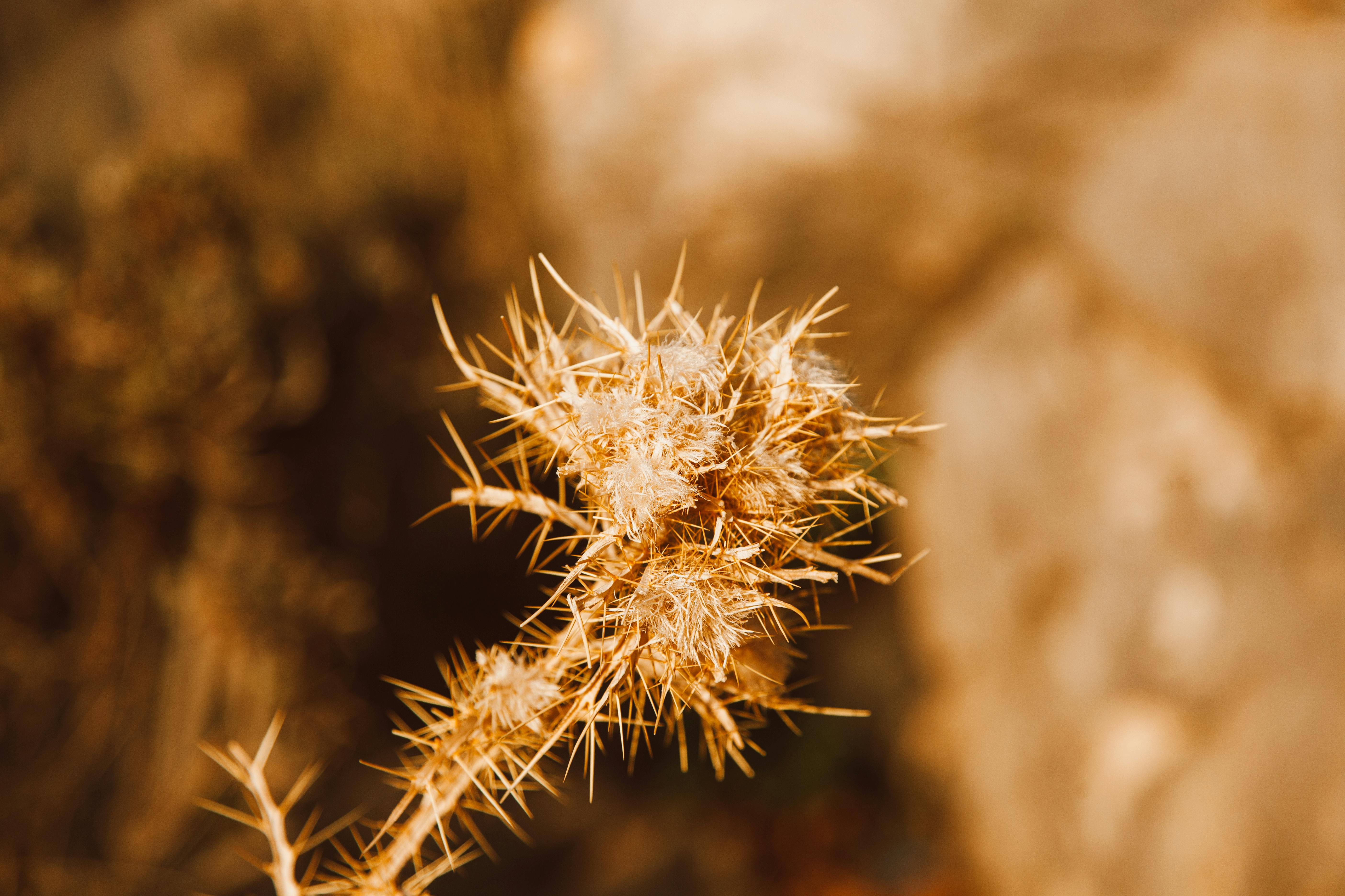 Close Up of Dry Plant · Free Stock Photo