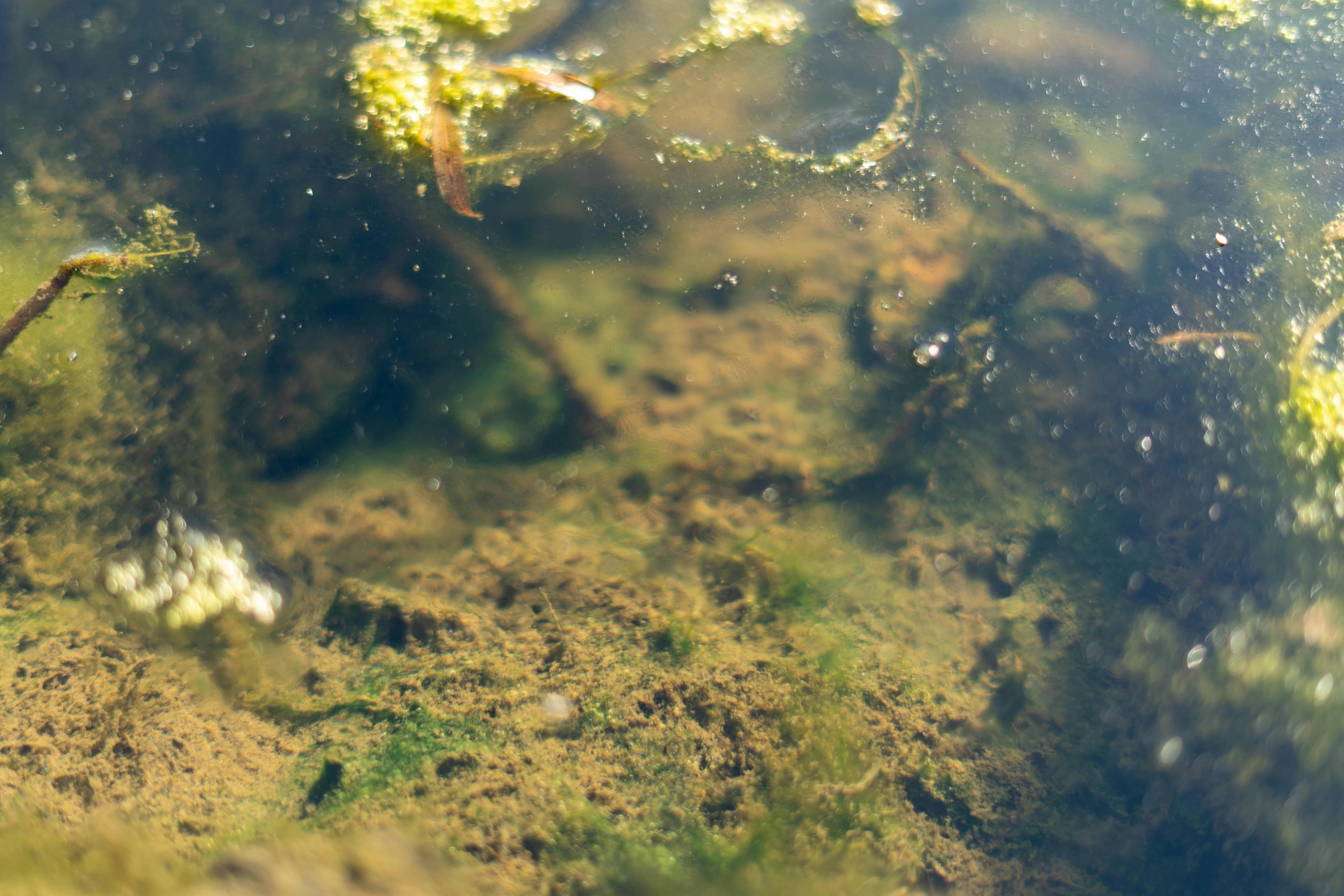 pond scum 11 Photos & Videos Collected by Deann DaSilva