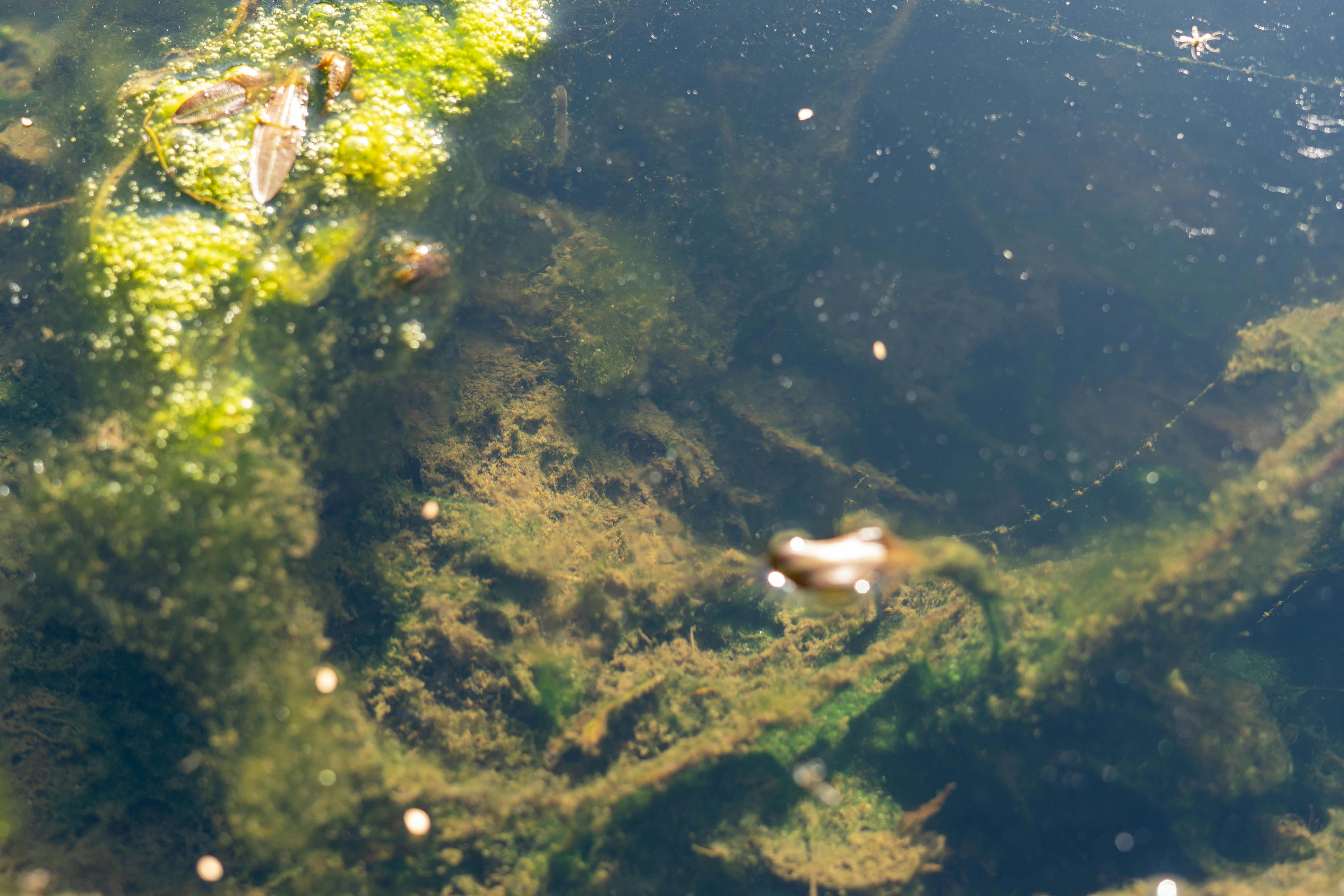 pond scum 11 Photos & Videos Collected by Deann DaSilva