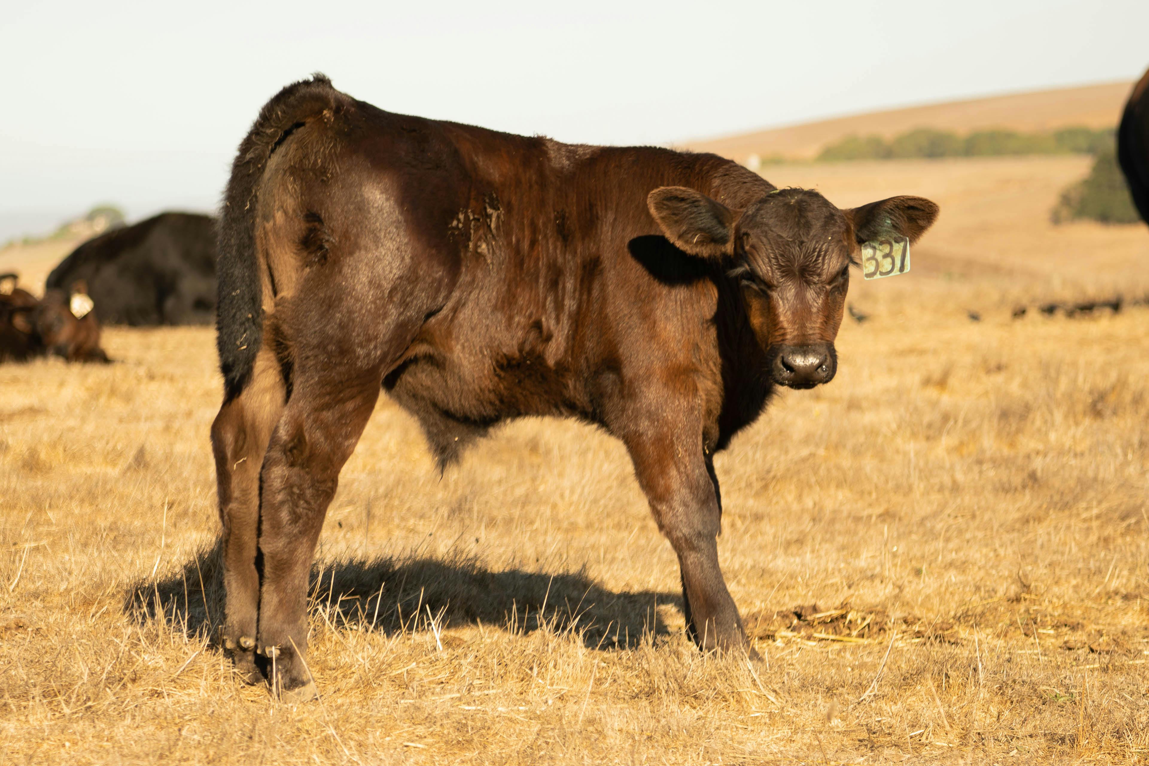 Pakistani Cow Wallpaper Photos, Download The BEST Free Pakistani Cow ...