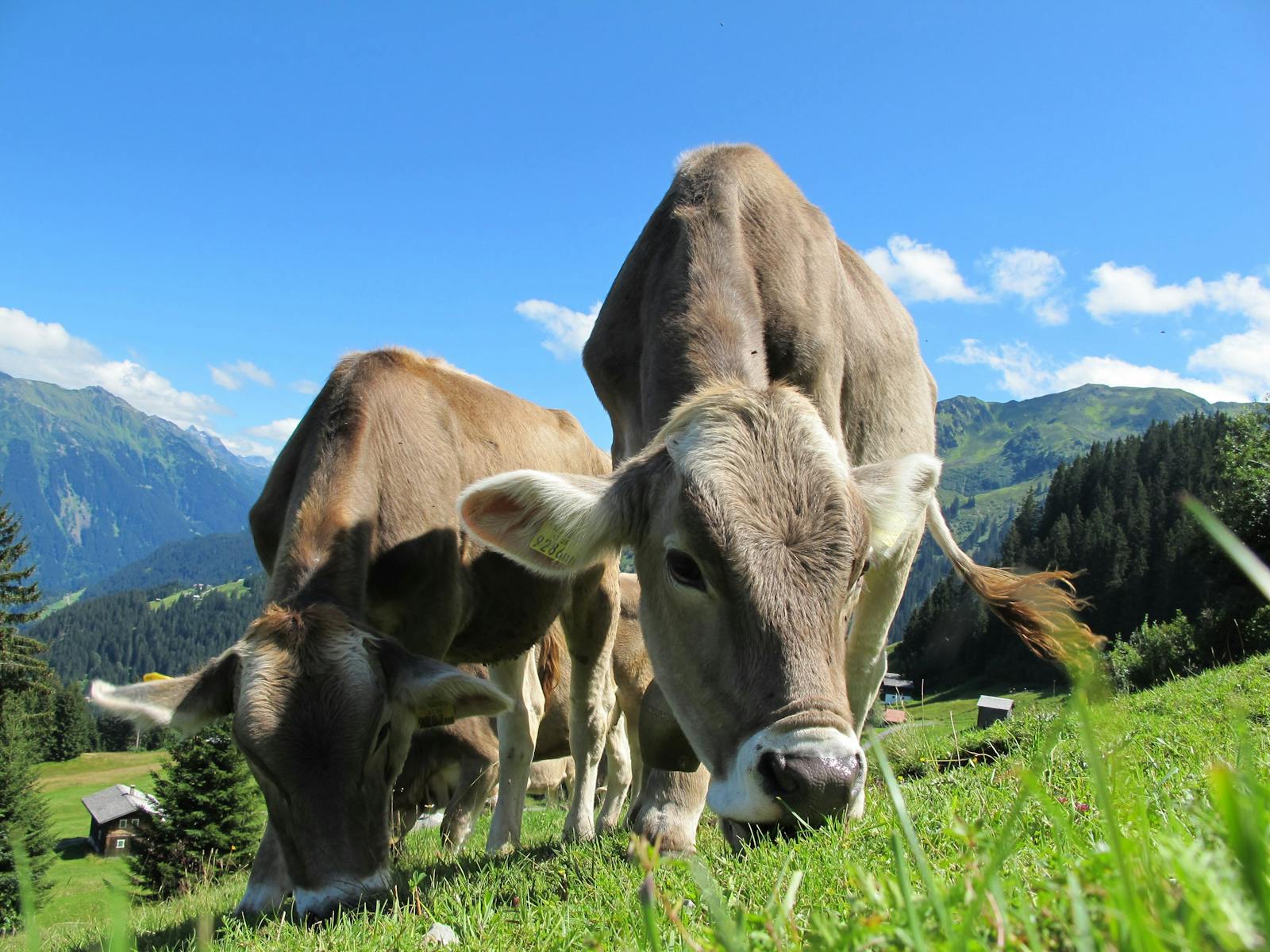 Cows Photos, Download The BEST Free Cows Stock Photos & HD Images