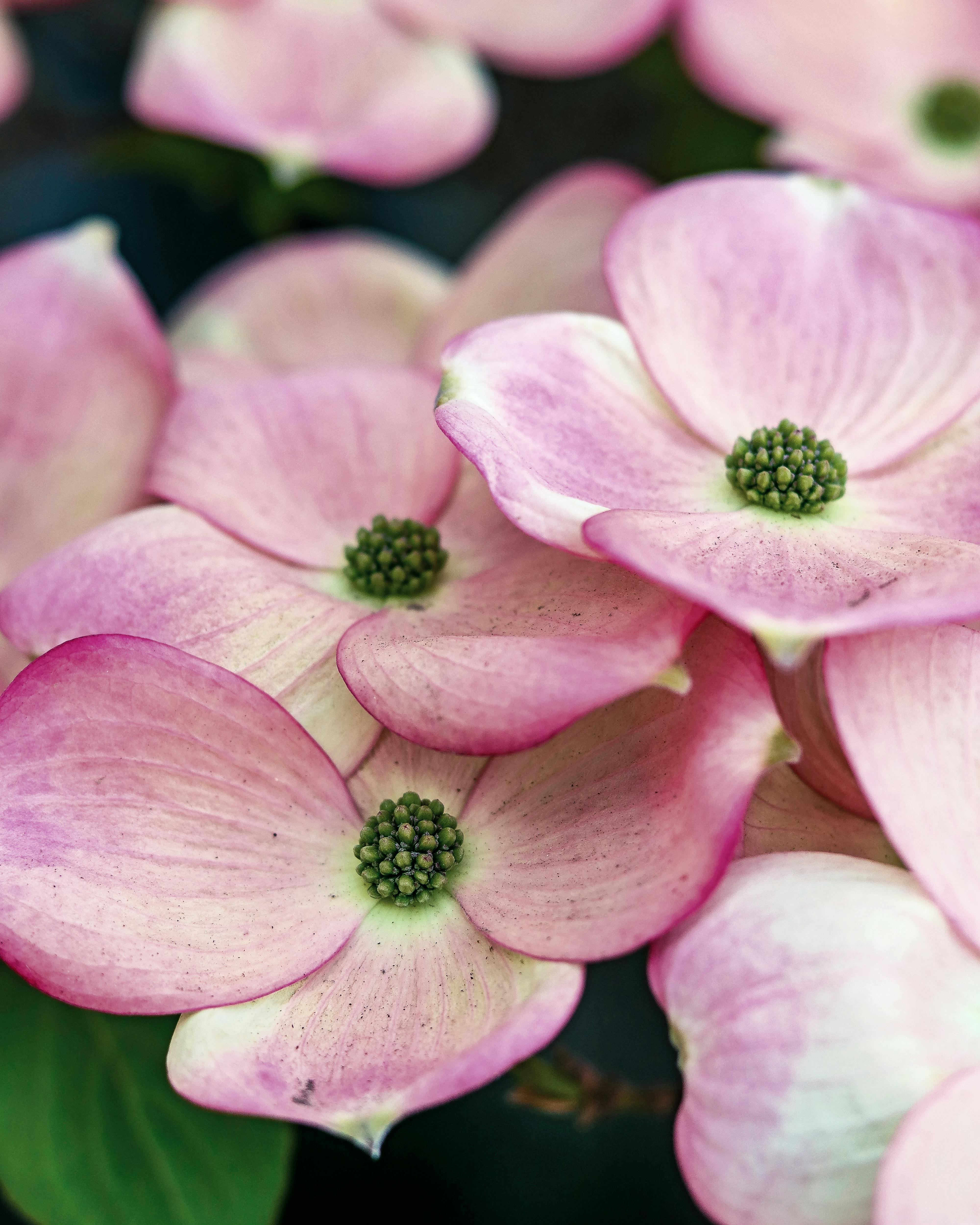 Dogwood Photos, Download The BEST Free Dogwood Stock Photos & HD Images