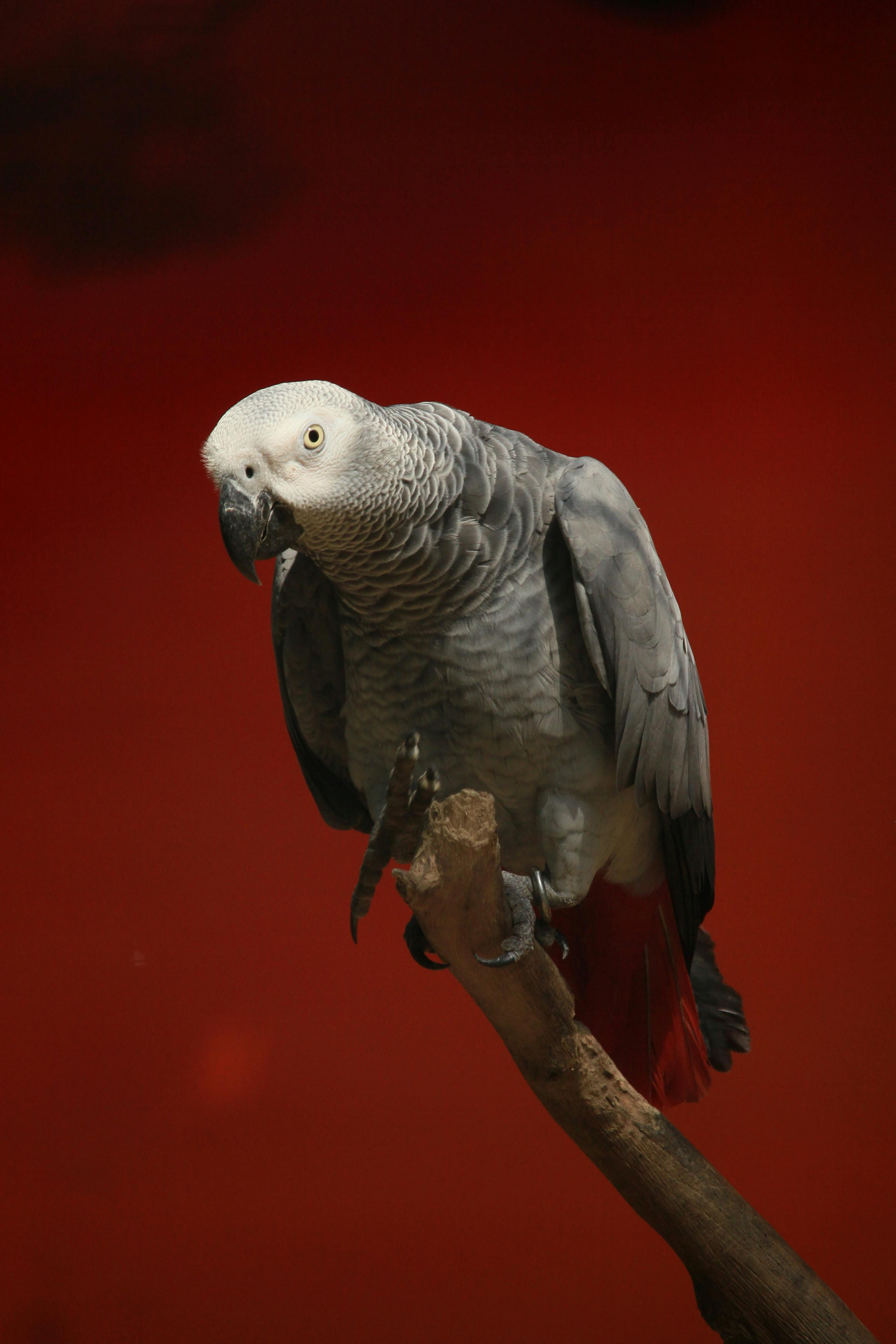 Close-Up Shot of a Parrot Perched on a Branch · Free Stock Photo