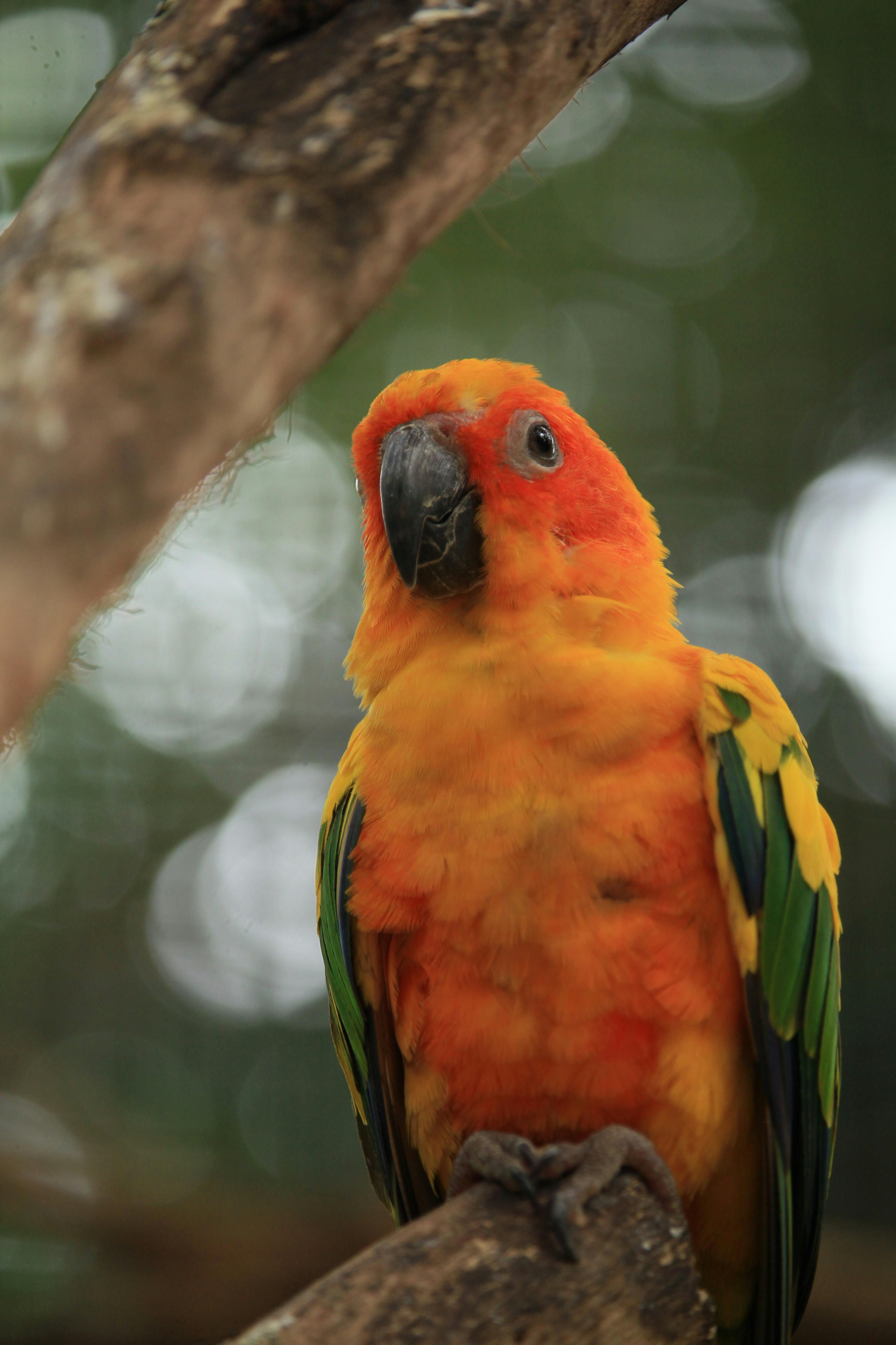 Sun Conure Parrot 25 Photos & Videos Collected by Rutpratheep Nilpechr