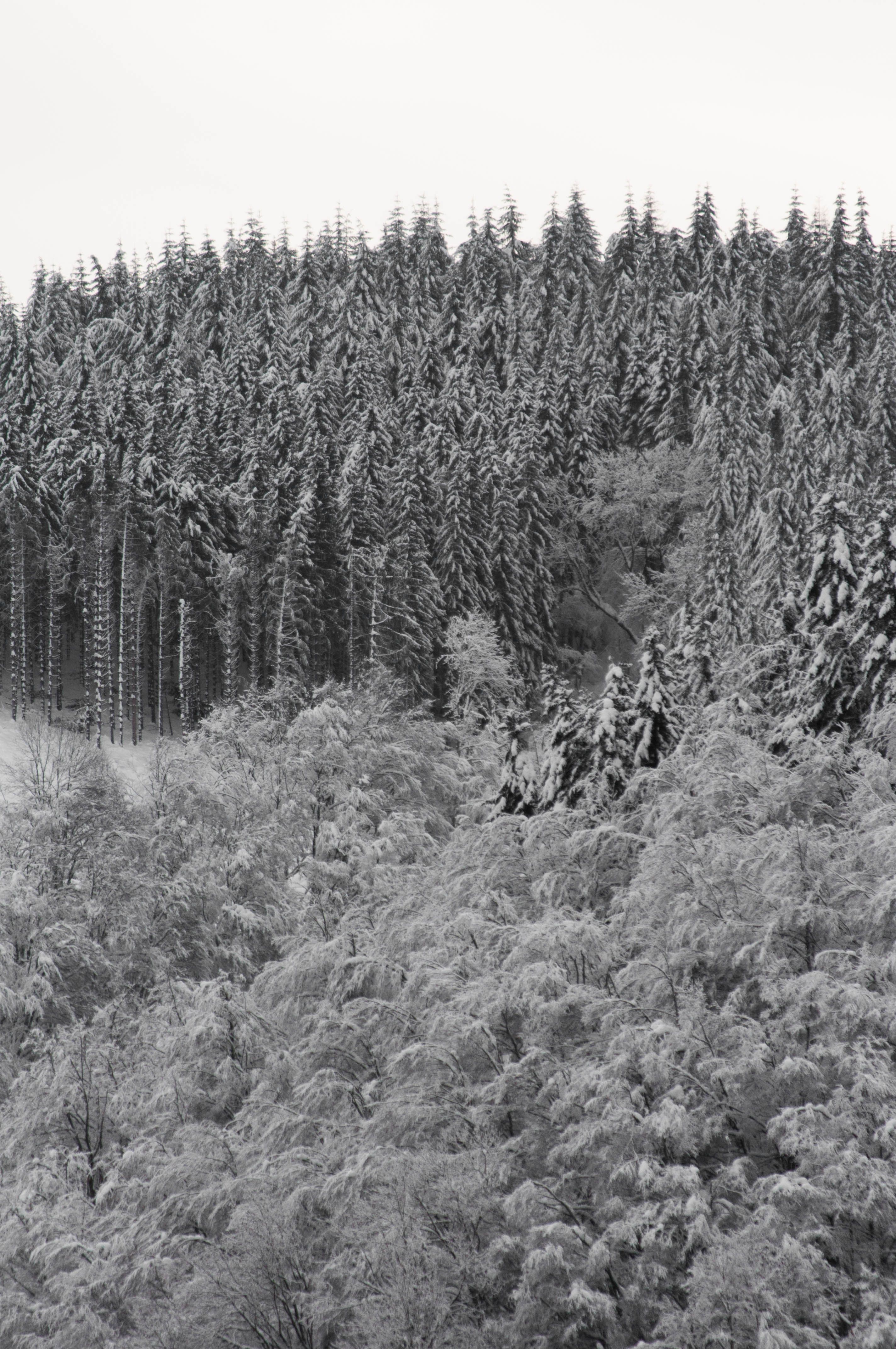 Grayscale Photo of a Wooden Cabin on a Snow-Covered Field · Free Stock ...