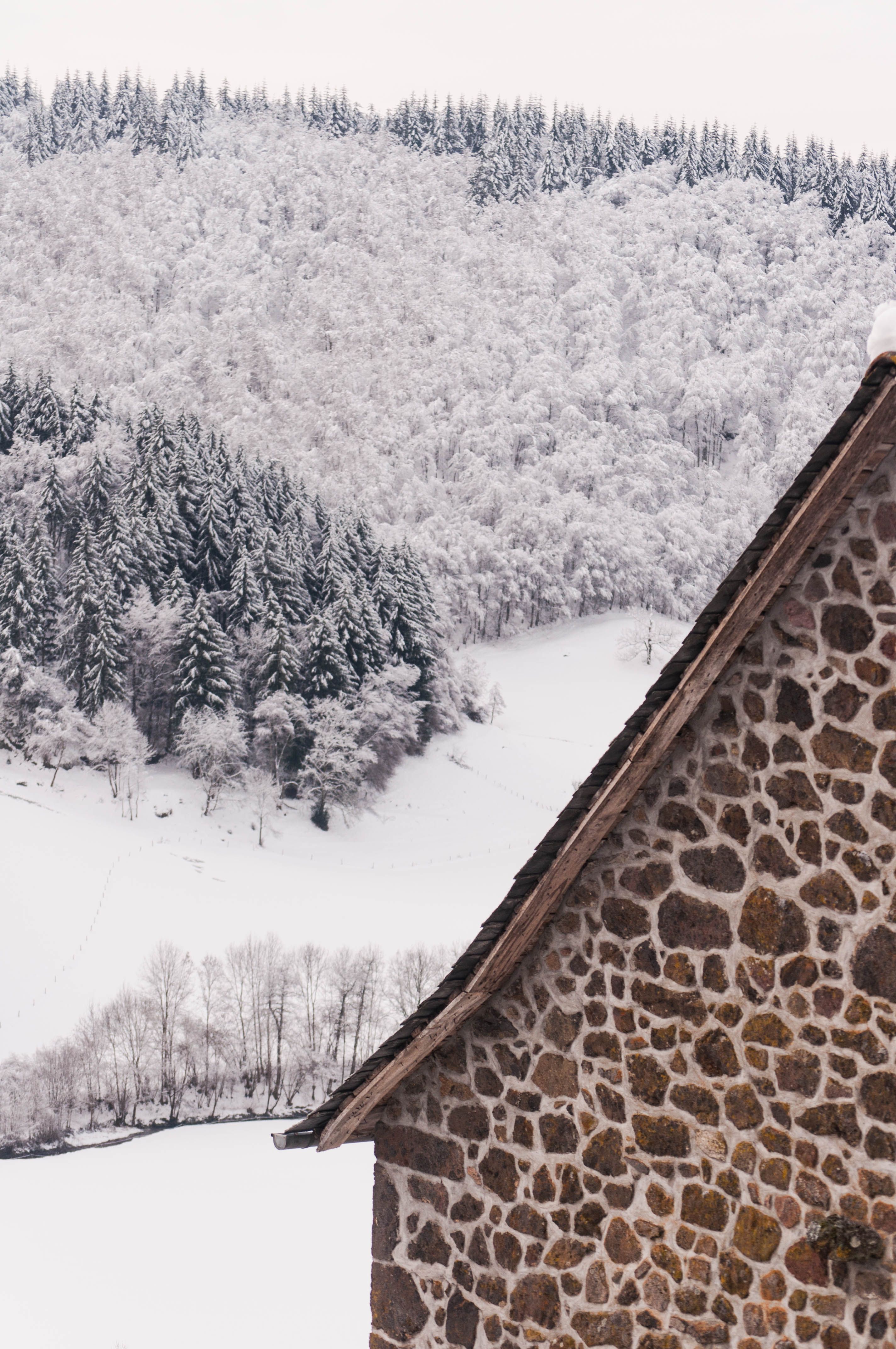 A Natural Light Cast on Snow Covered Ground · Free Stock Photo