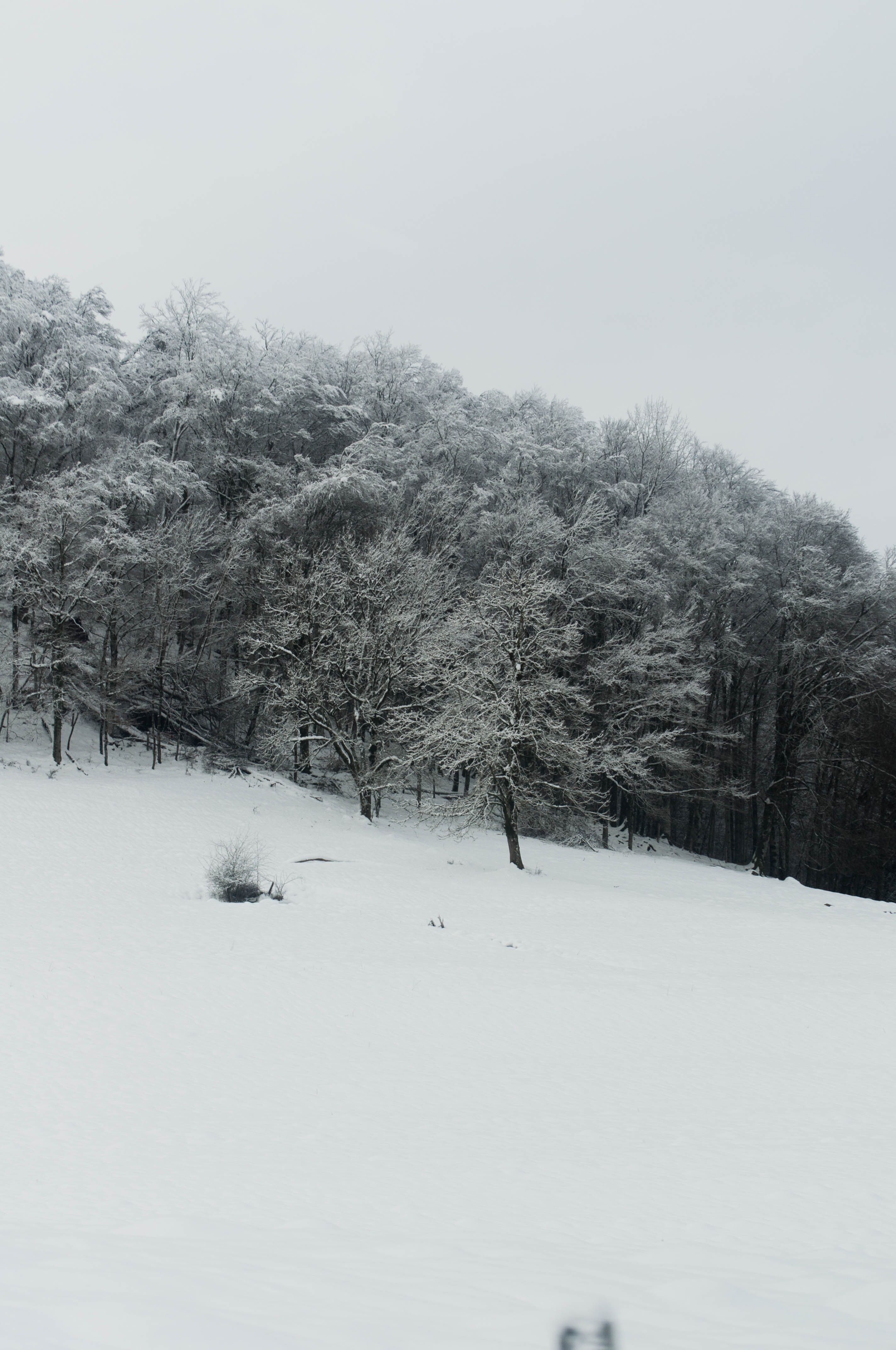A Natural Light Cast on Snow Covered Ground · Free Stock Photo