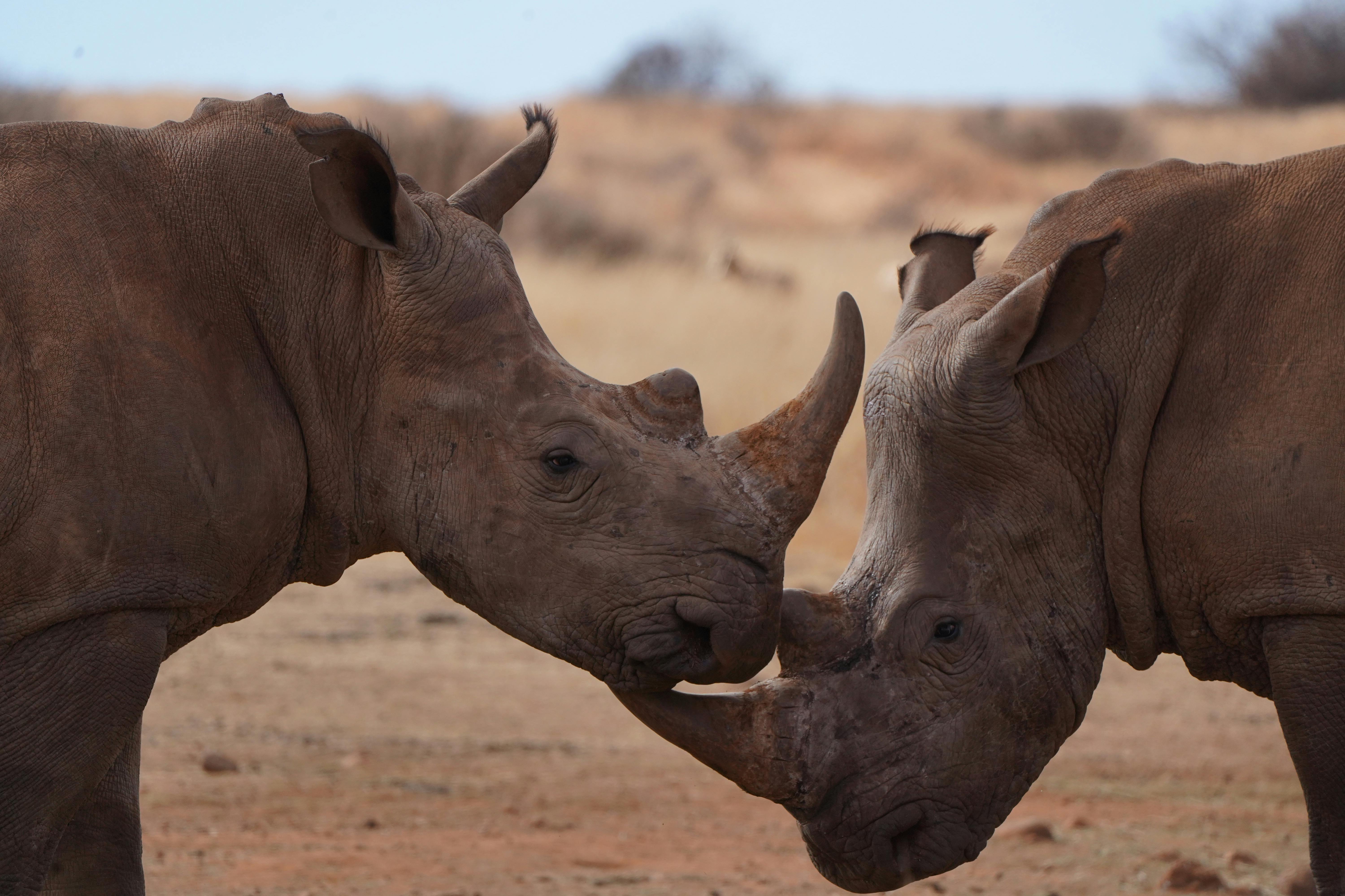 Gray Rhino in Macro Photography · Free Stock Photo