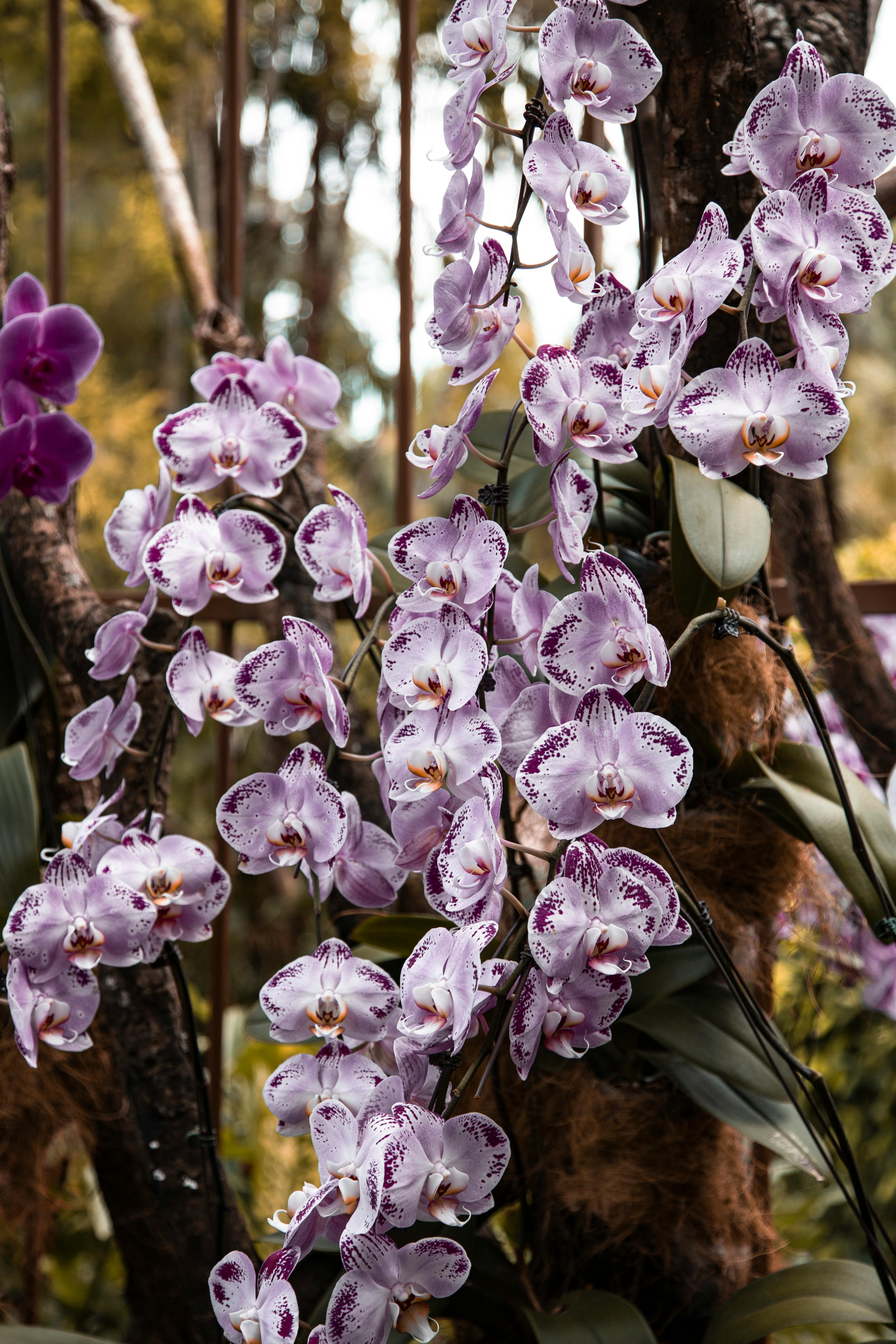 Singapore Orchid Flowers Photos, Download The BEST Free Singapore ...