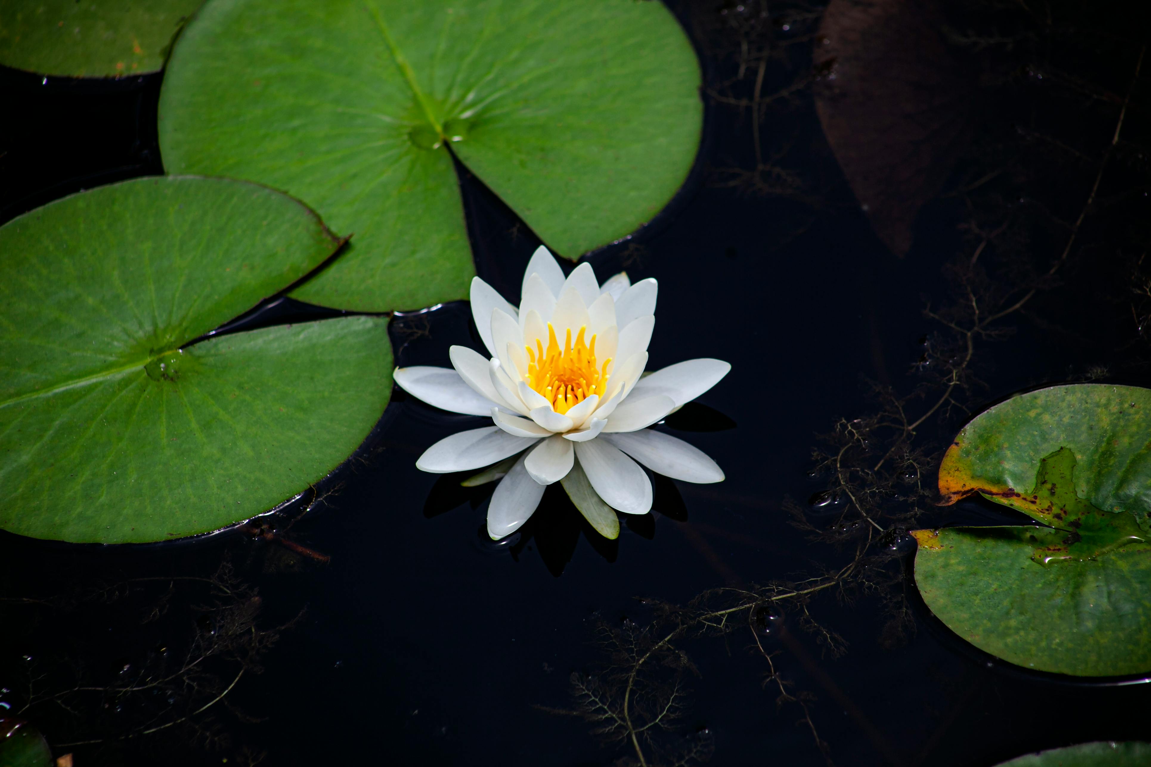 Nymphaea Mexicana Photos, Download Free Nymphaea Mexicana Stock Photos & HD Images