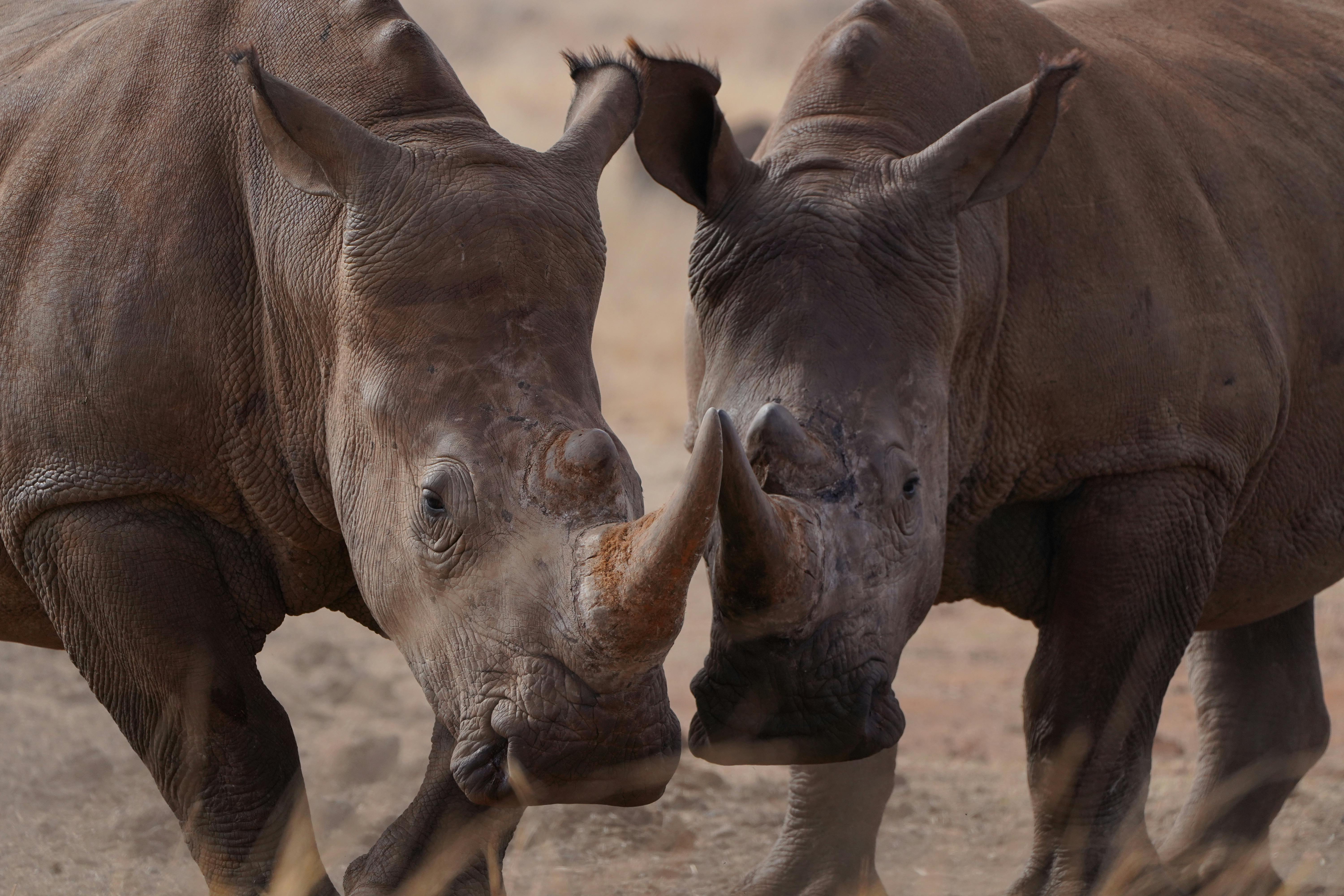 Photo of a Brown Indian Rhinoceros on the Grass · Free Stock Photo