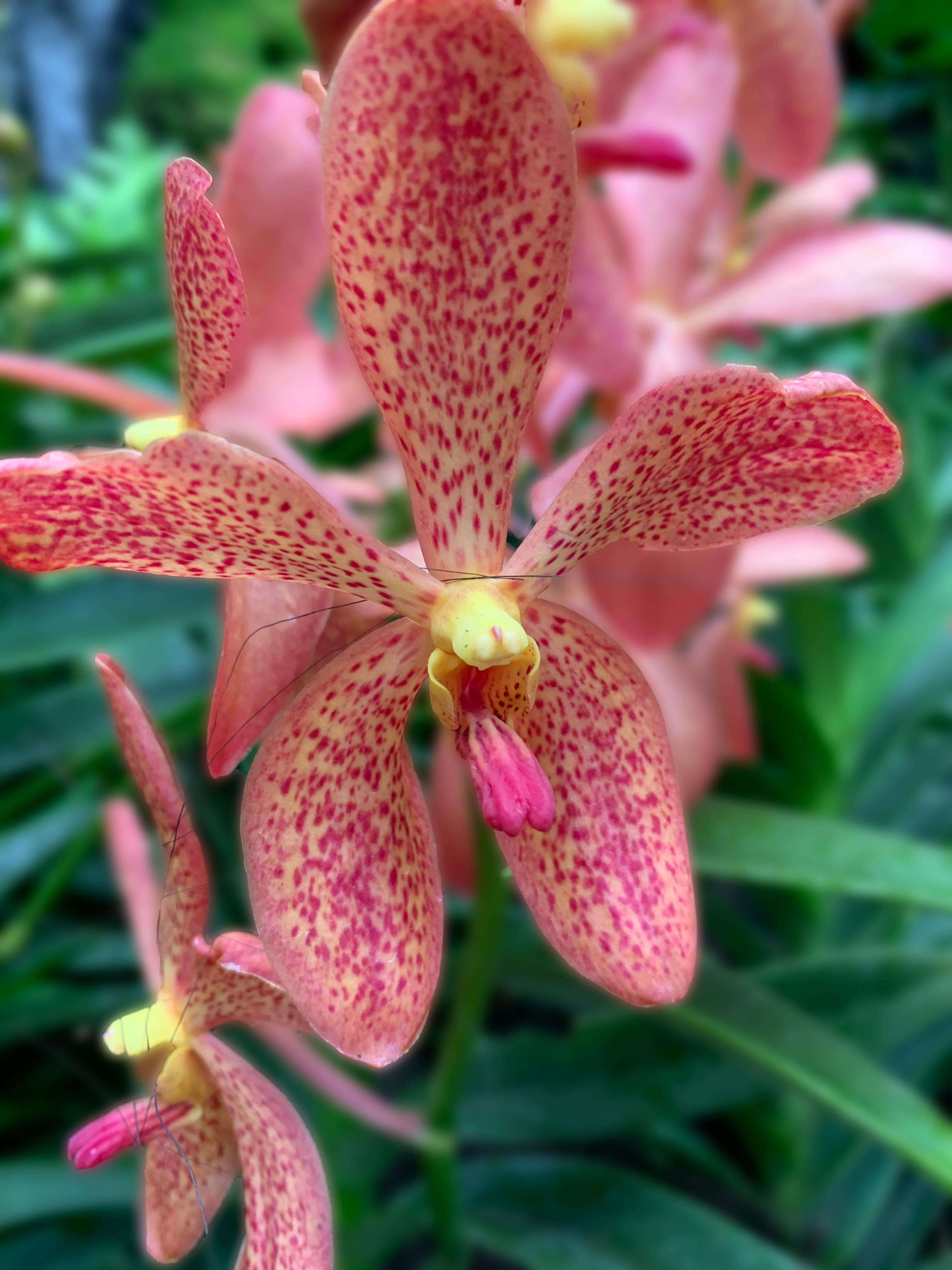 Mokara Photos, Download The BEST Free Mokara Stock Photos & HD Images