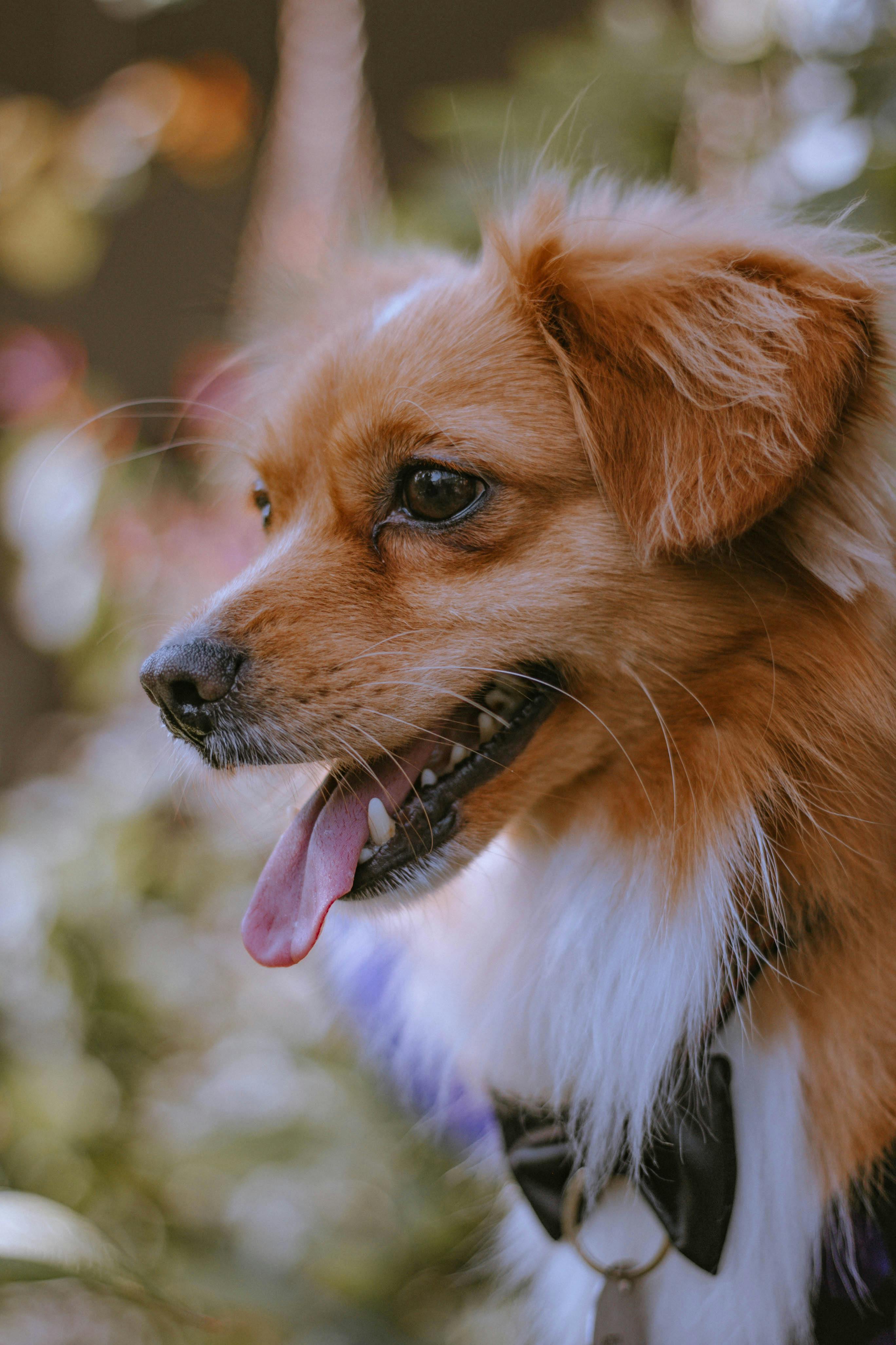 What Is The Breed Of Kokoni