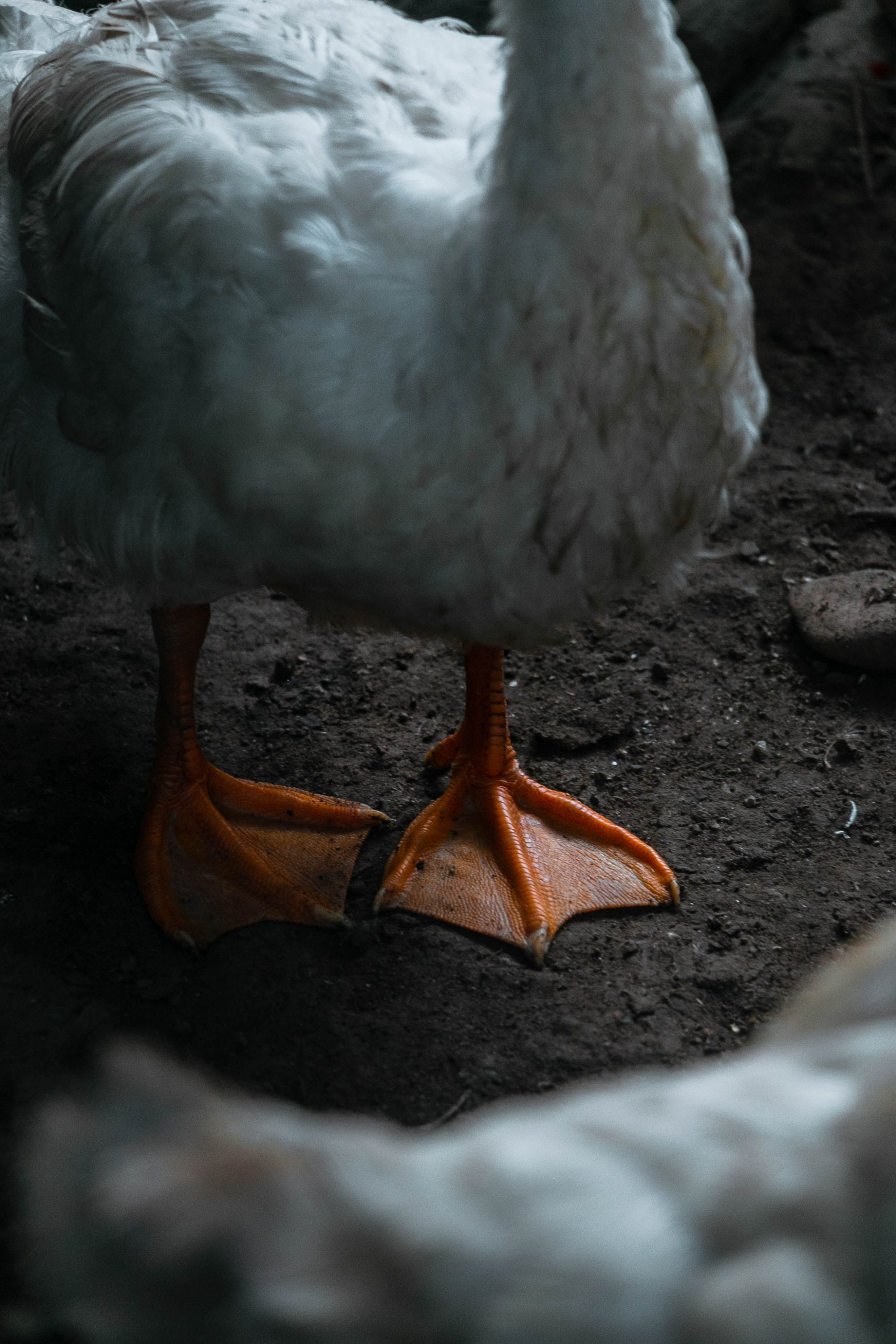 Portrait of Duck · Free Stock Photo