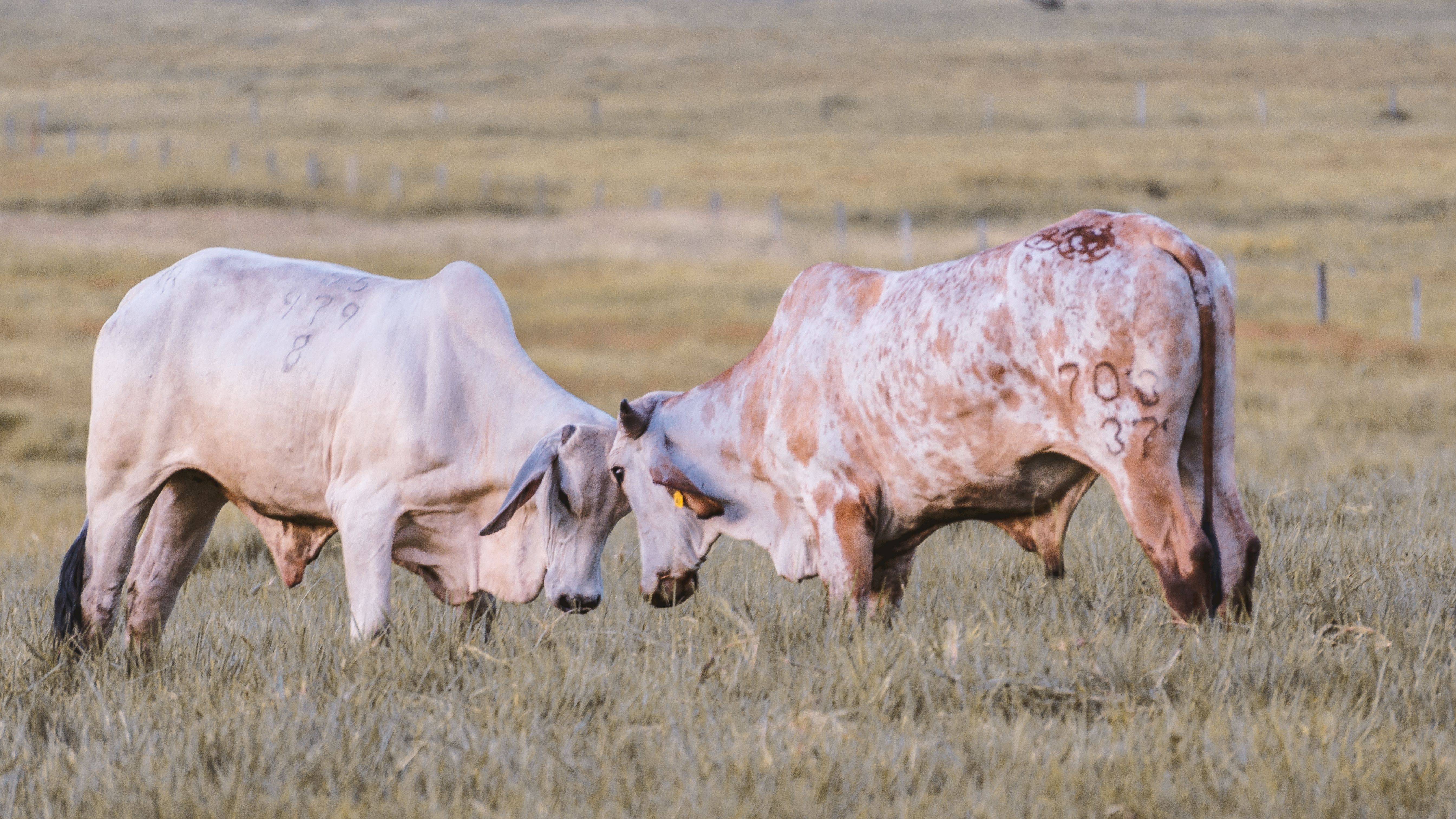 Desktop Wallpaper Cows Photos, Download The BEST Free Desktop Wallpaper ...