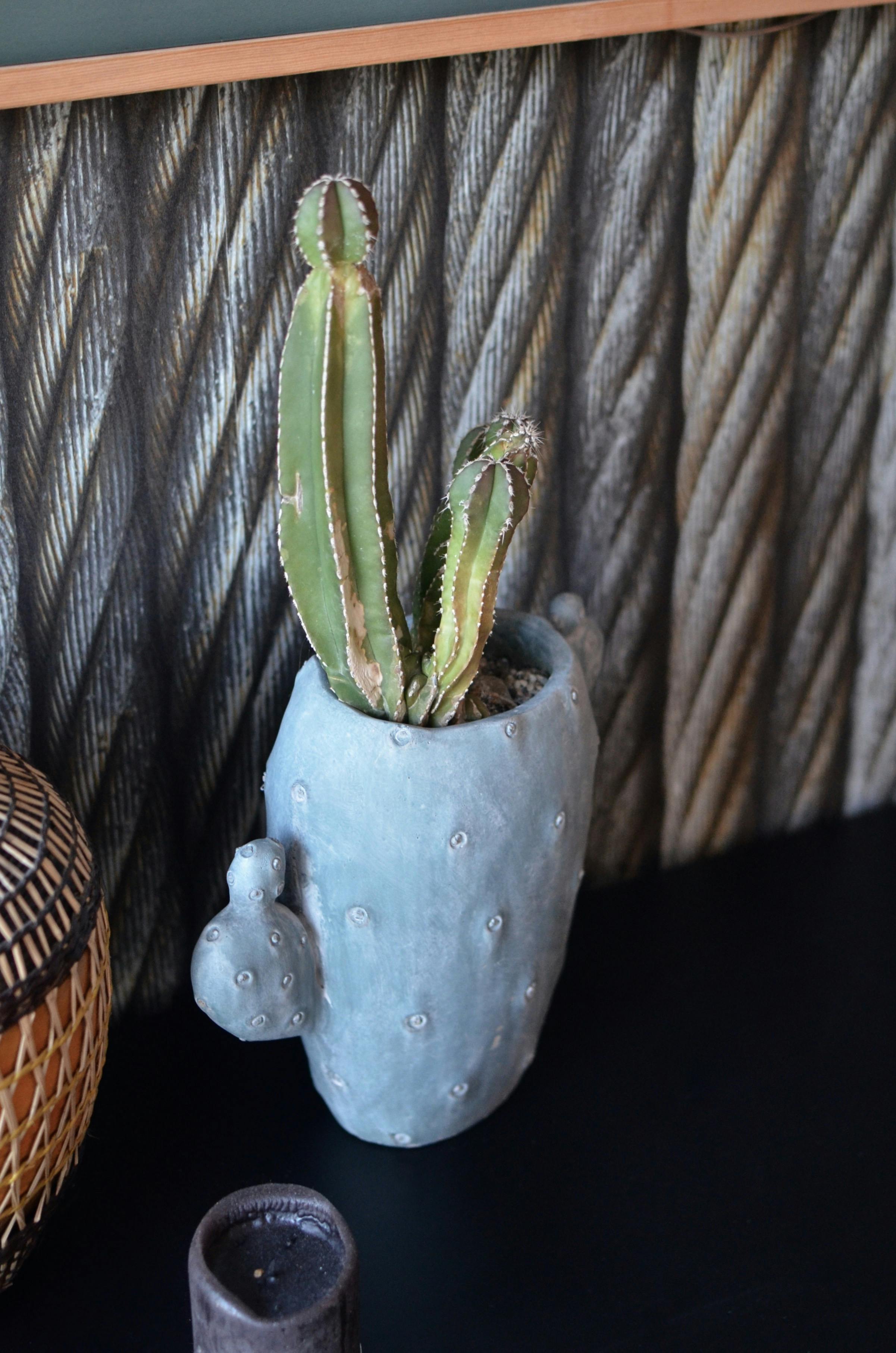 Cactus Plant in Pot at Home · Free Stock Photo