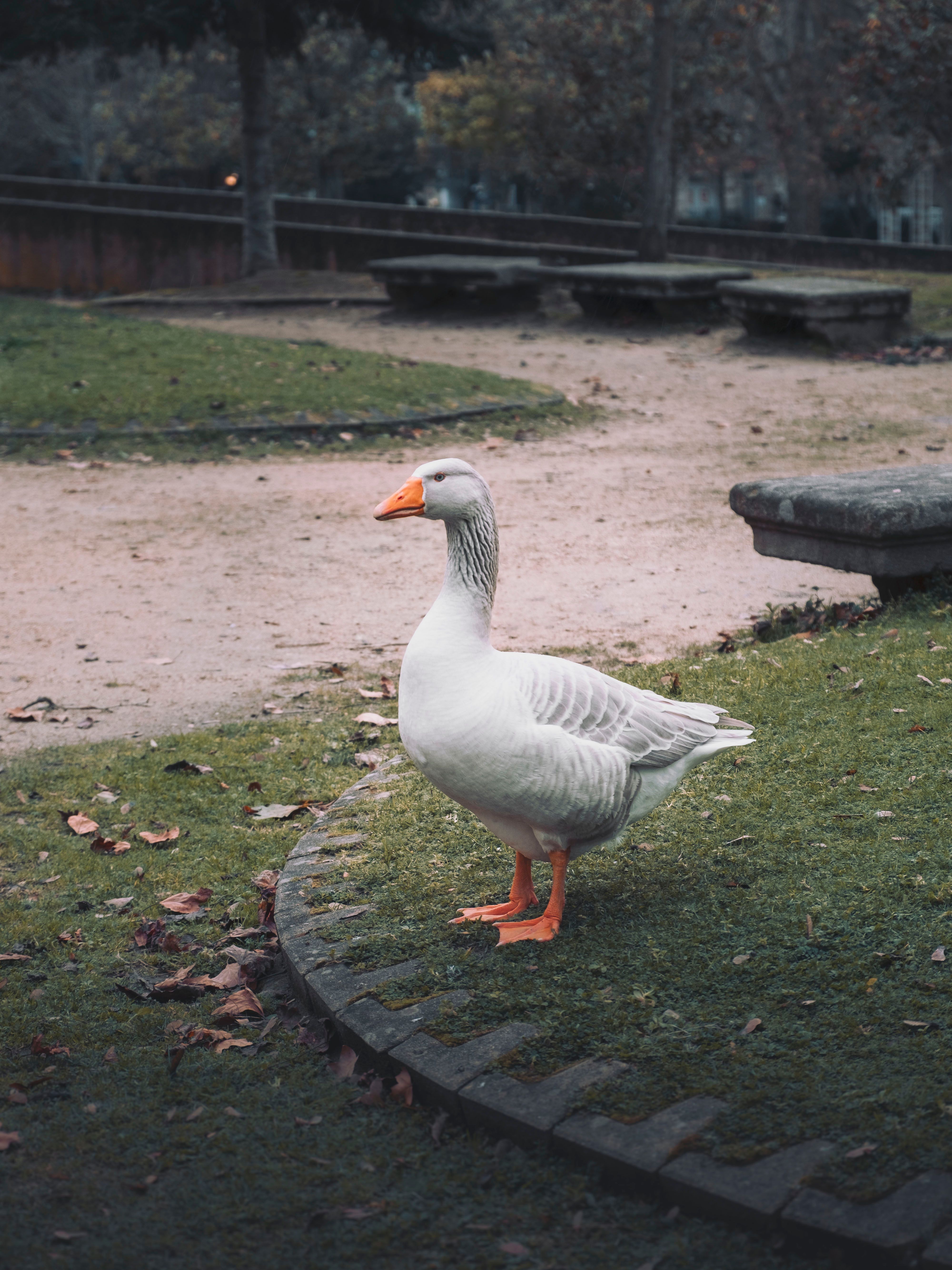 White Goose on the Green Grass · Free Stock Photo