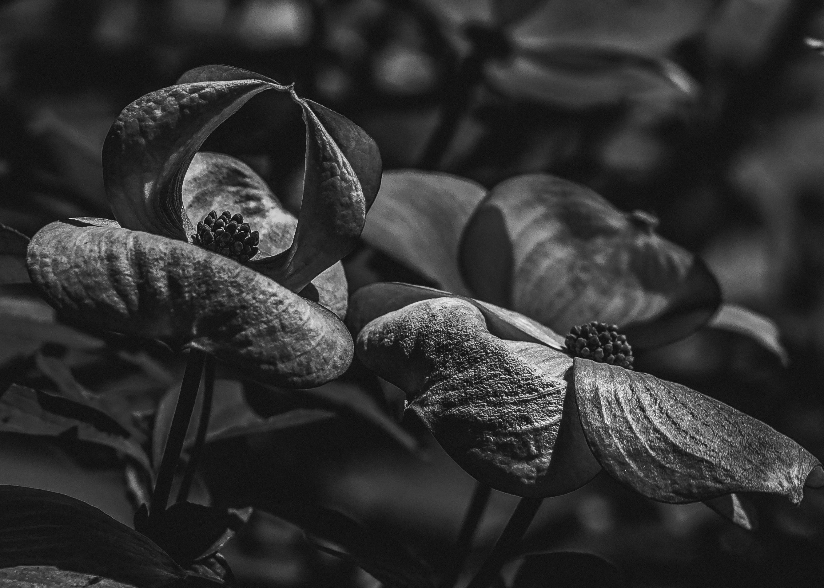 Monochromatic Nature Photos, Download The BEST Free Monochromatic ...