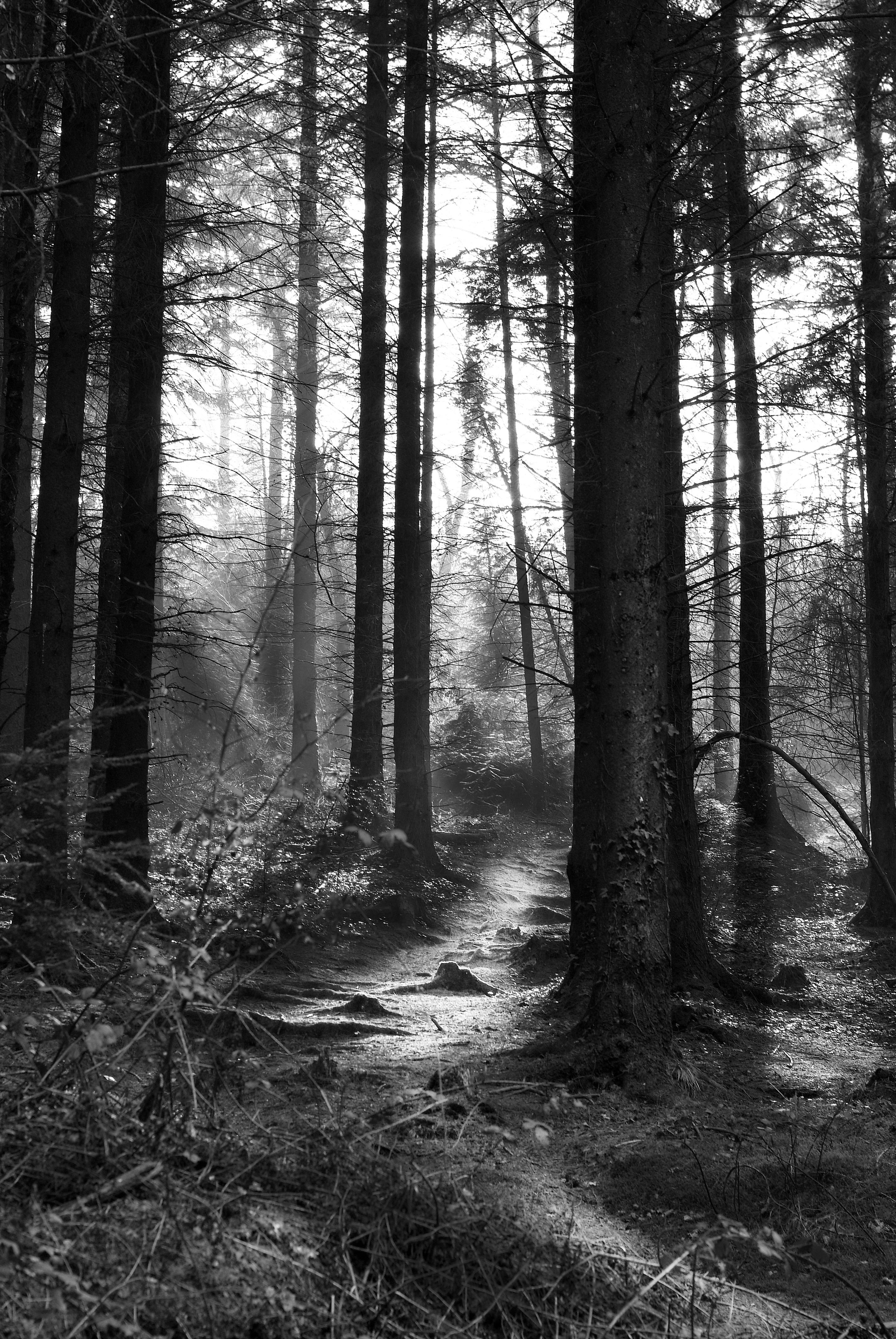 Grayscale Photo of Trees in the Forest · Free Stock Photo