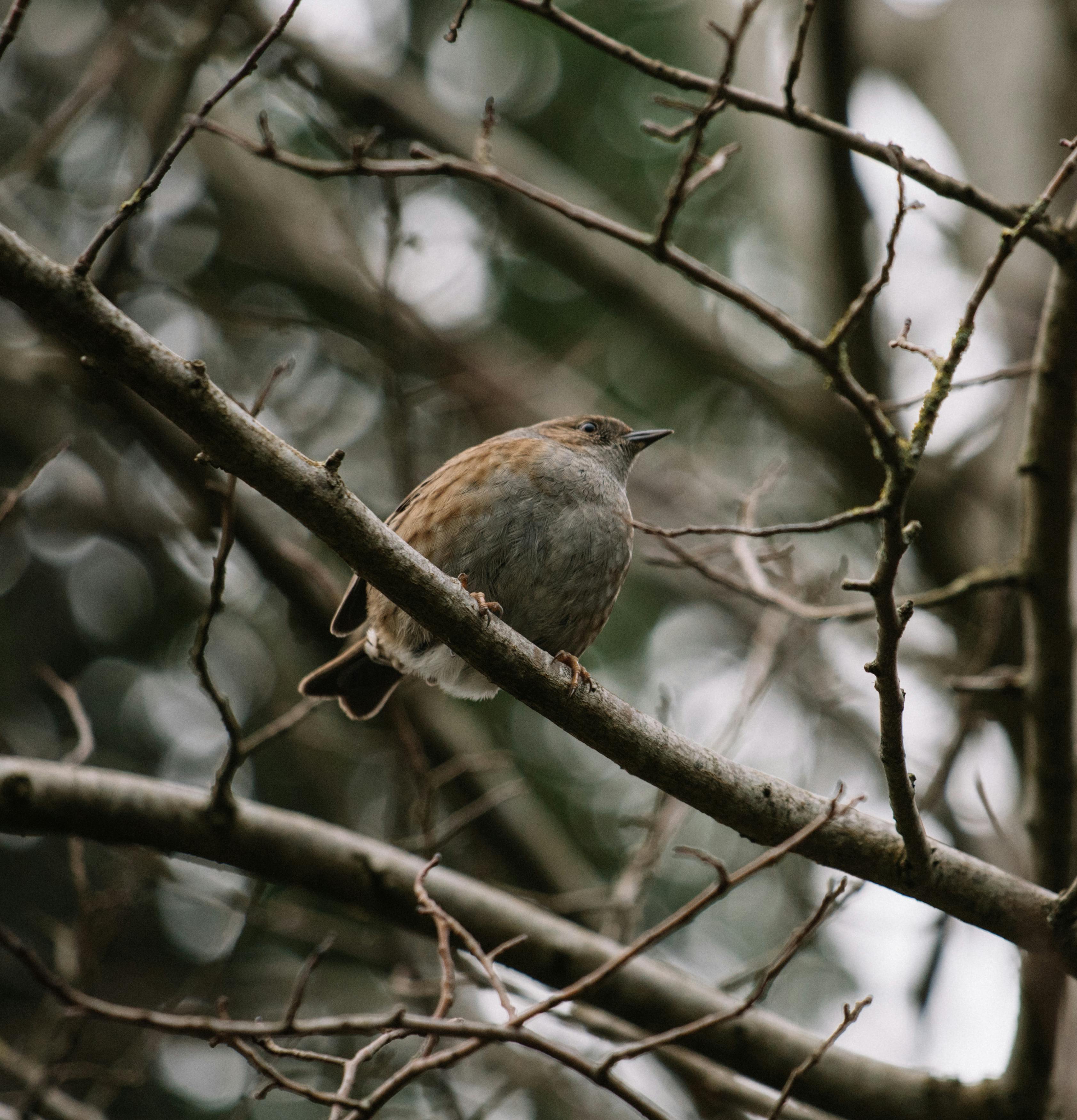 Brown Bird Clinging in the Tree · Free Stock Photo