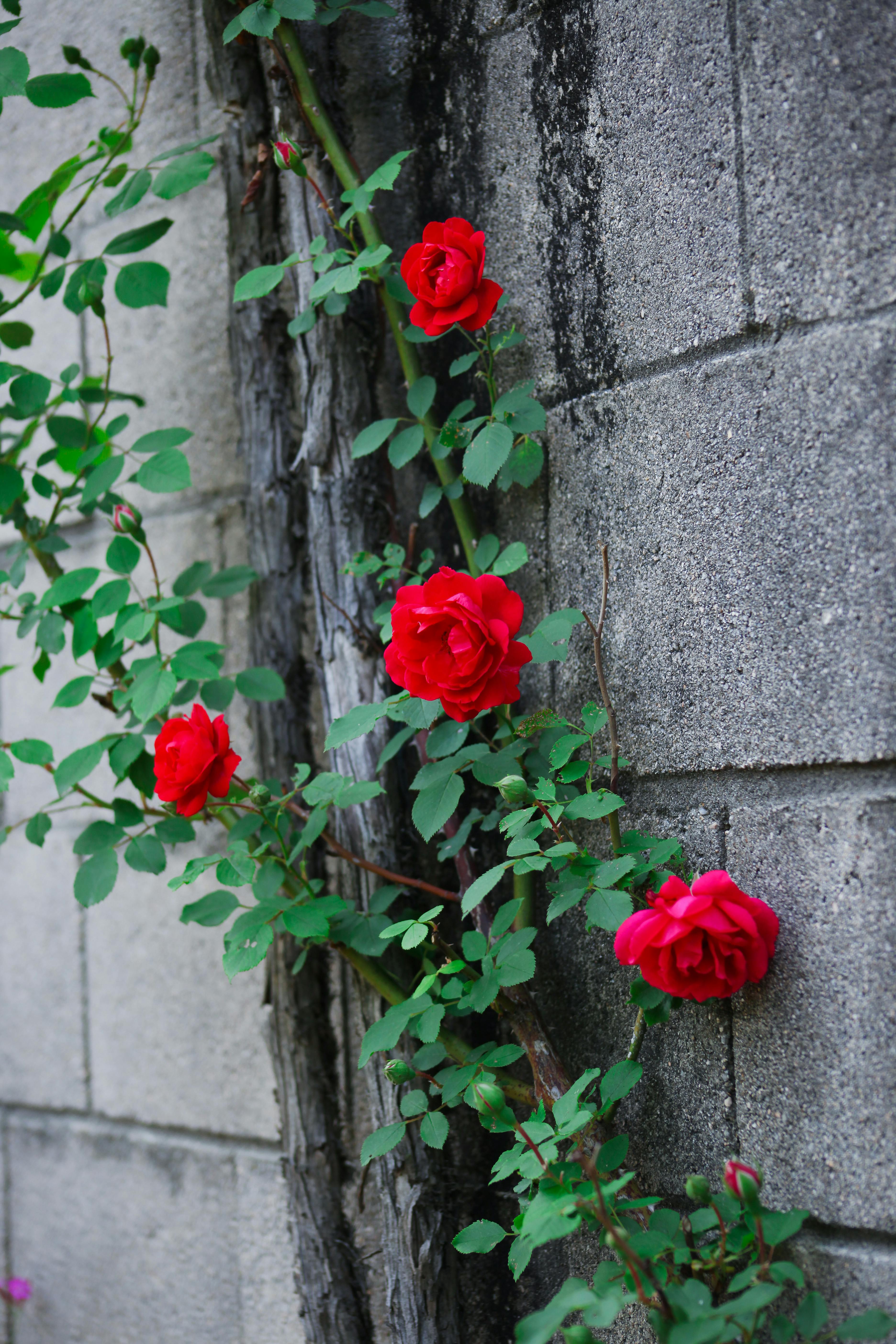 Red Rose Flower · Free Stock Photo