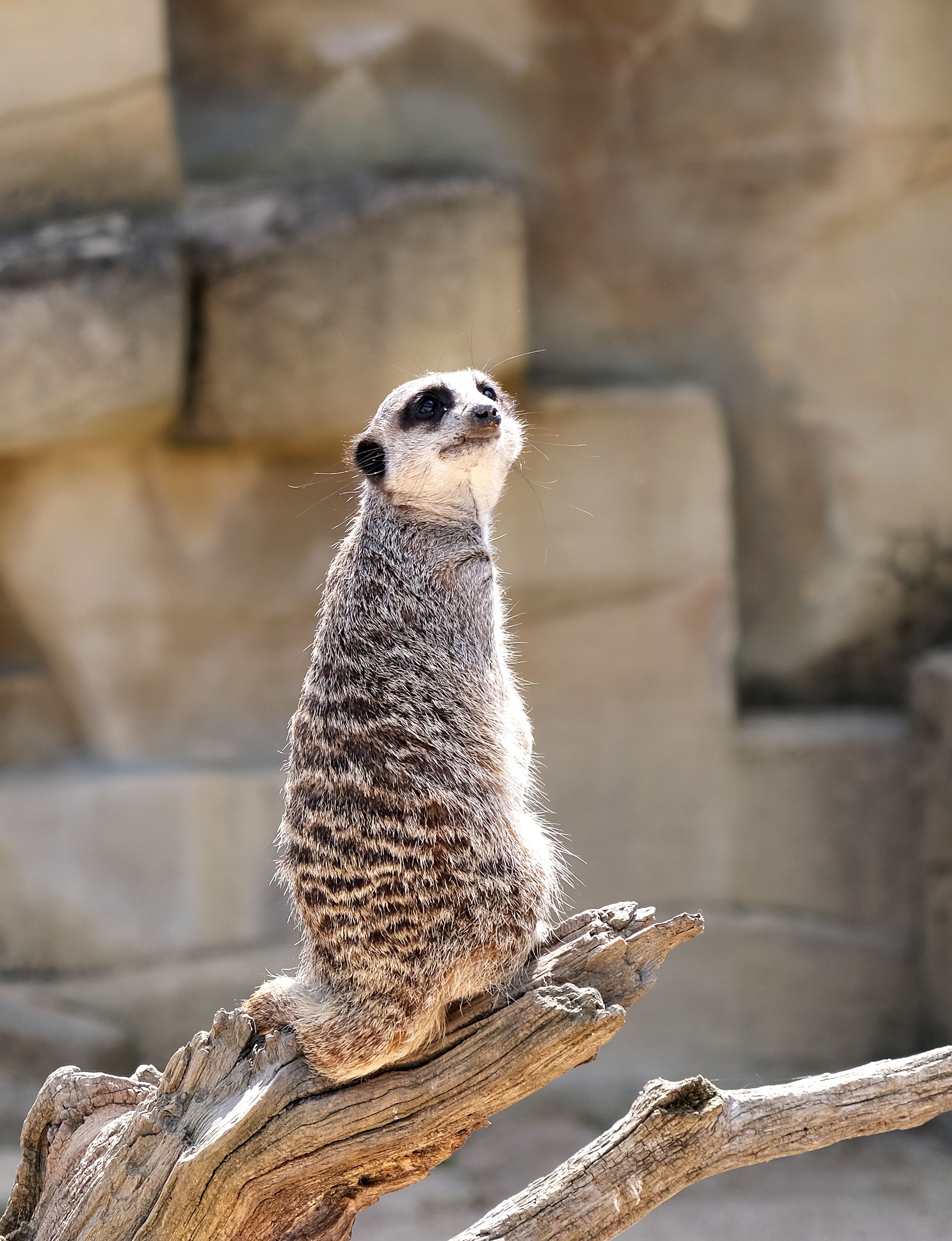 Brown and White 2 Legged Animal Standing on Tree Branch · Free Stock Photo