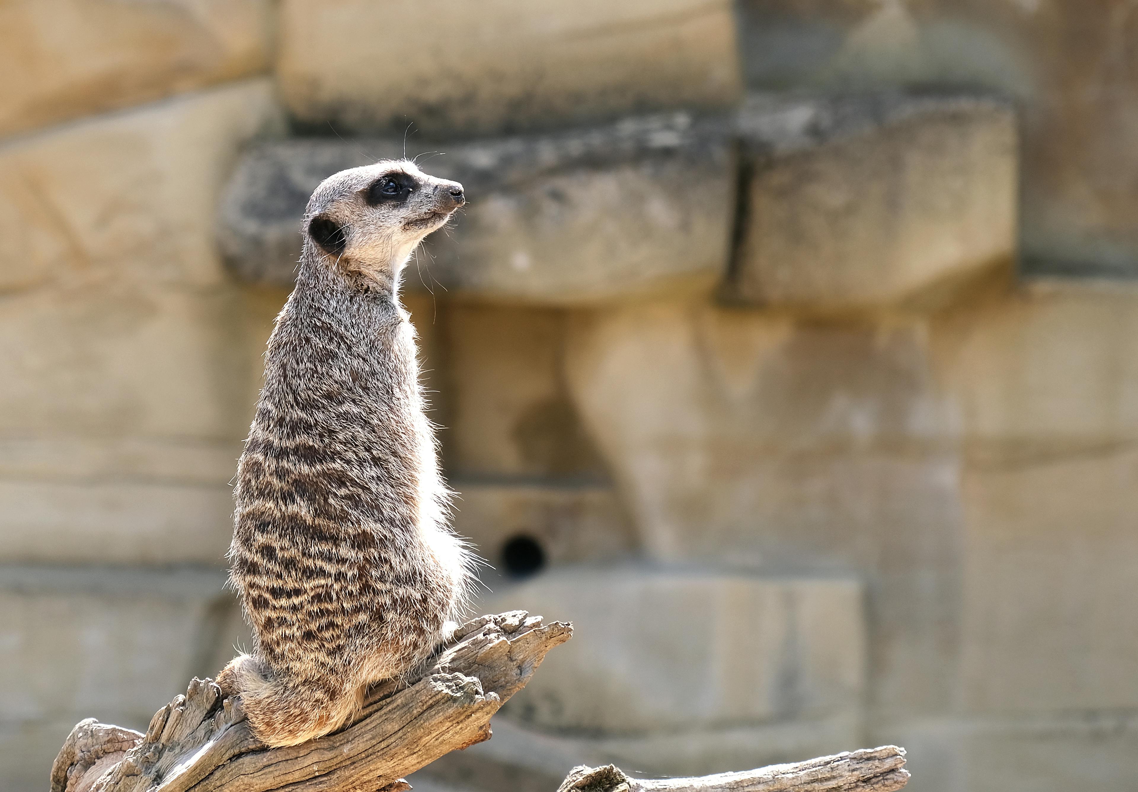 Brown and White 2 Legged Animal Standing on Tree Branch · Free Stock Photo