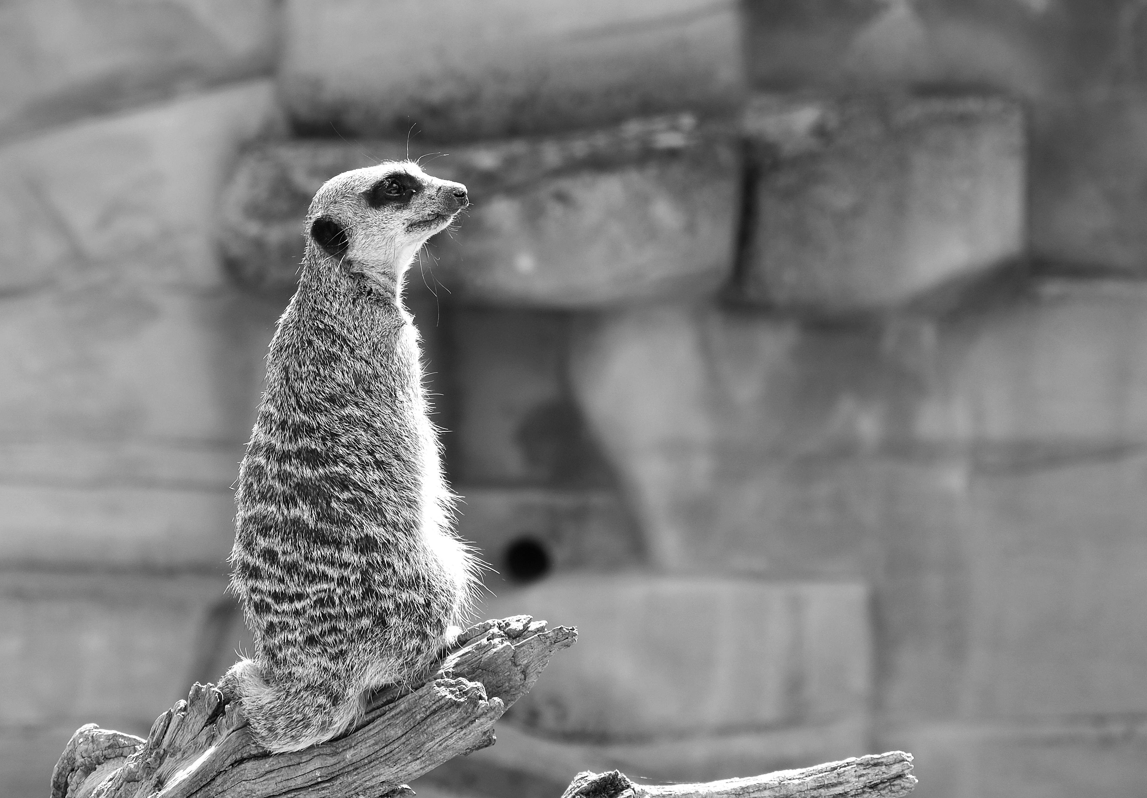 Brown and White 2 Legged Animal Standing on Tree Branch · Free Stock Photo