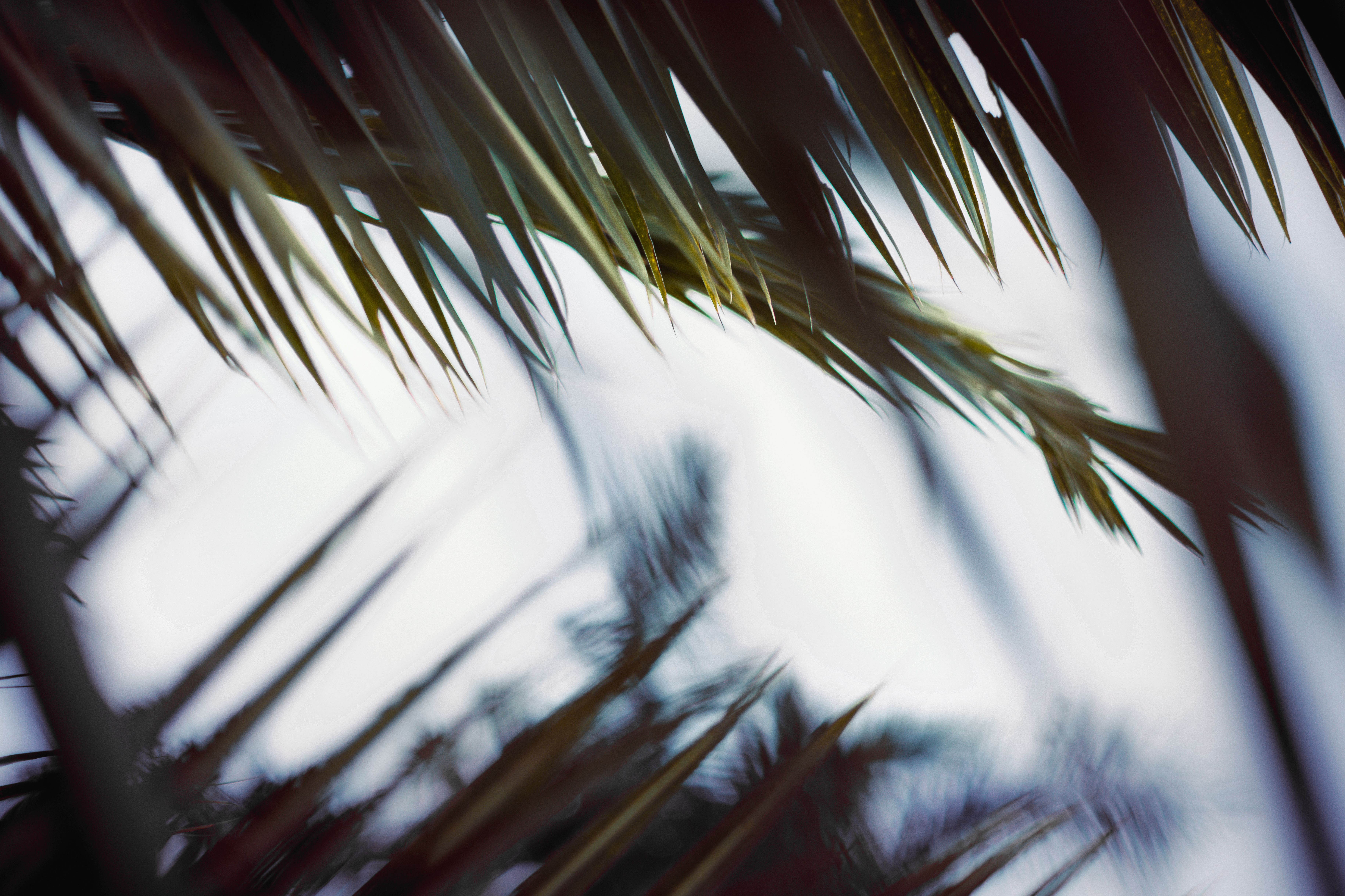 Close Up Shot of Palm Leaves · Free Stock Photo