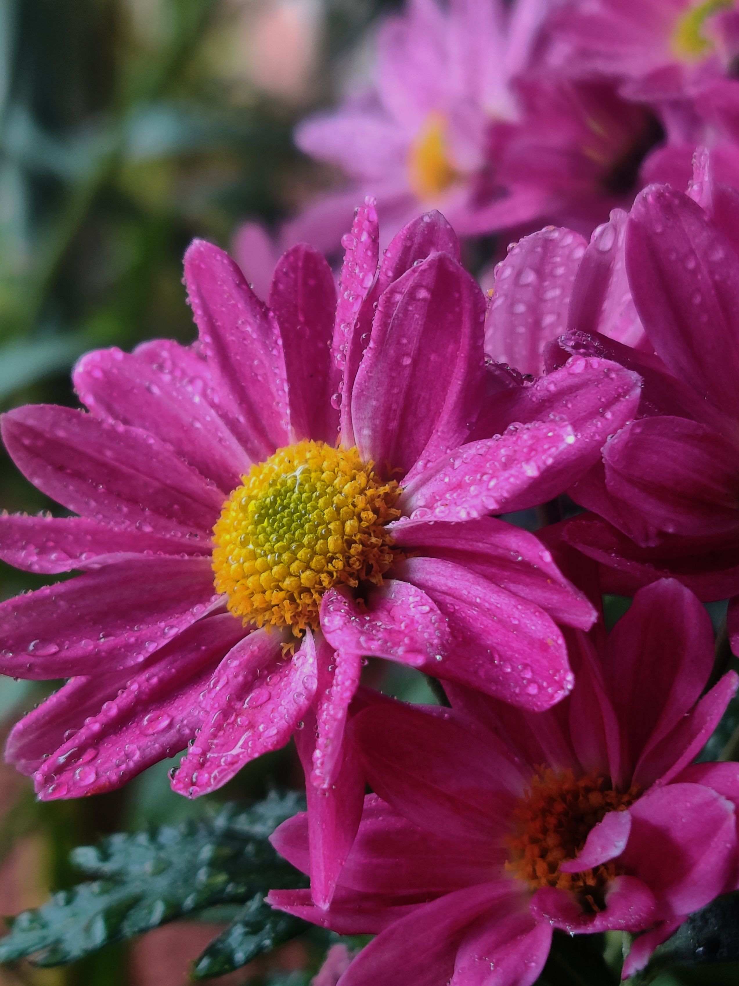 Pink Flower Design on Pink Fabric · Free Stock Photo