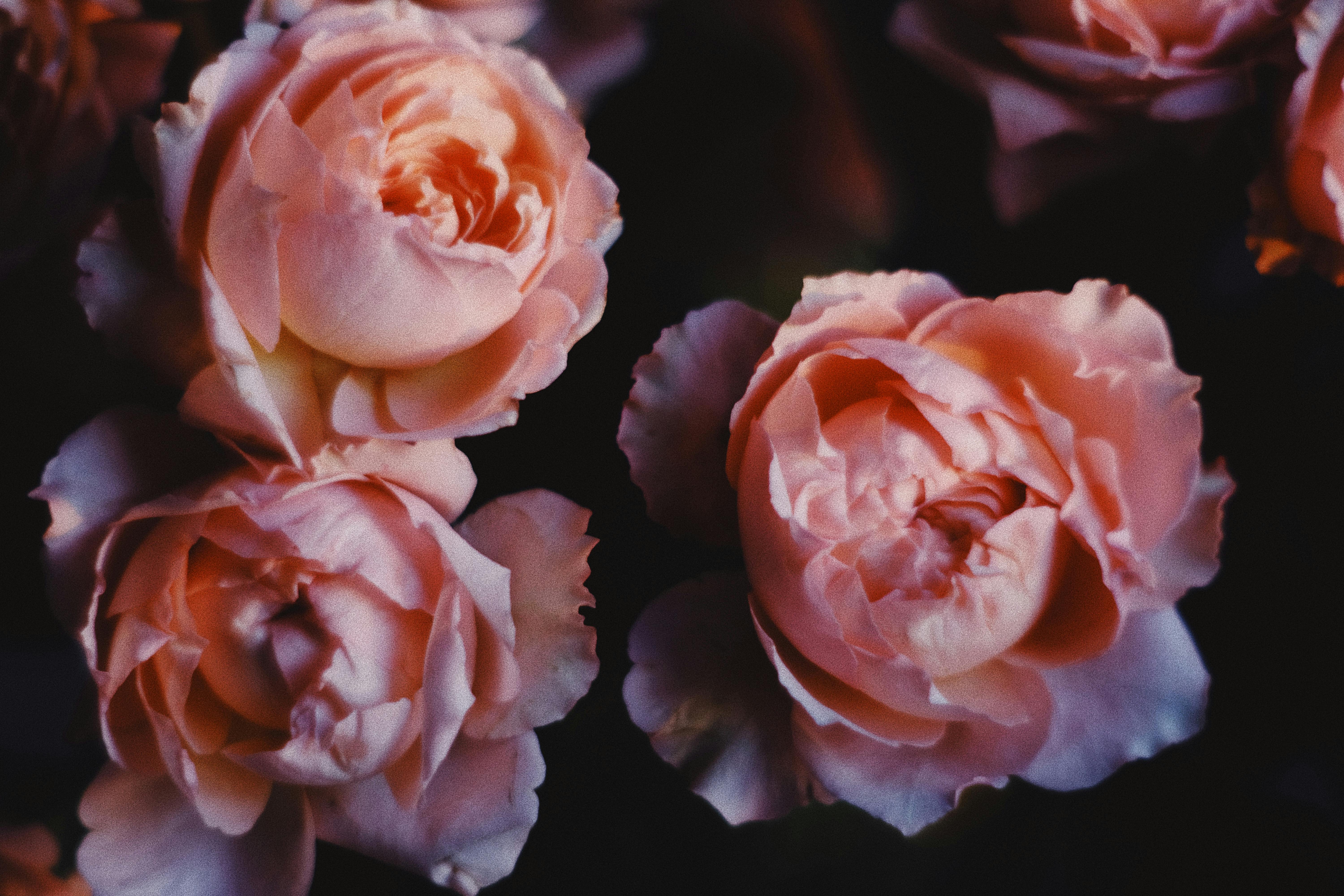 Roses In Pink Background · Free Stock Photo