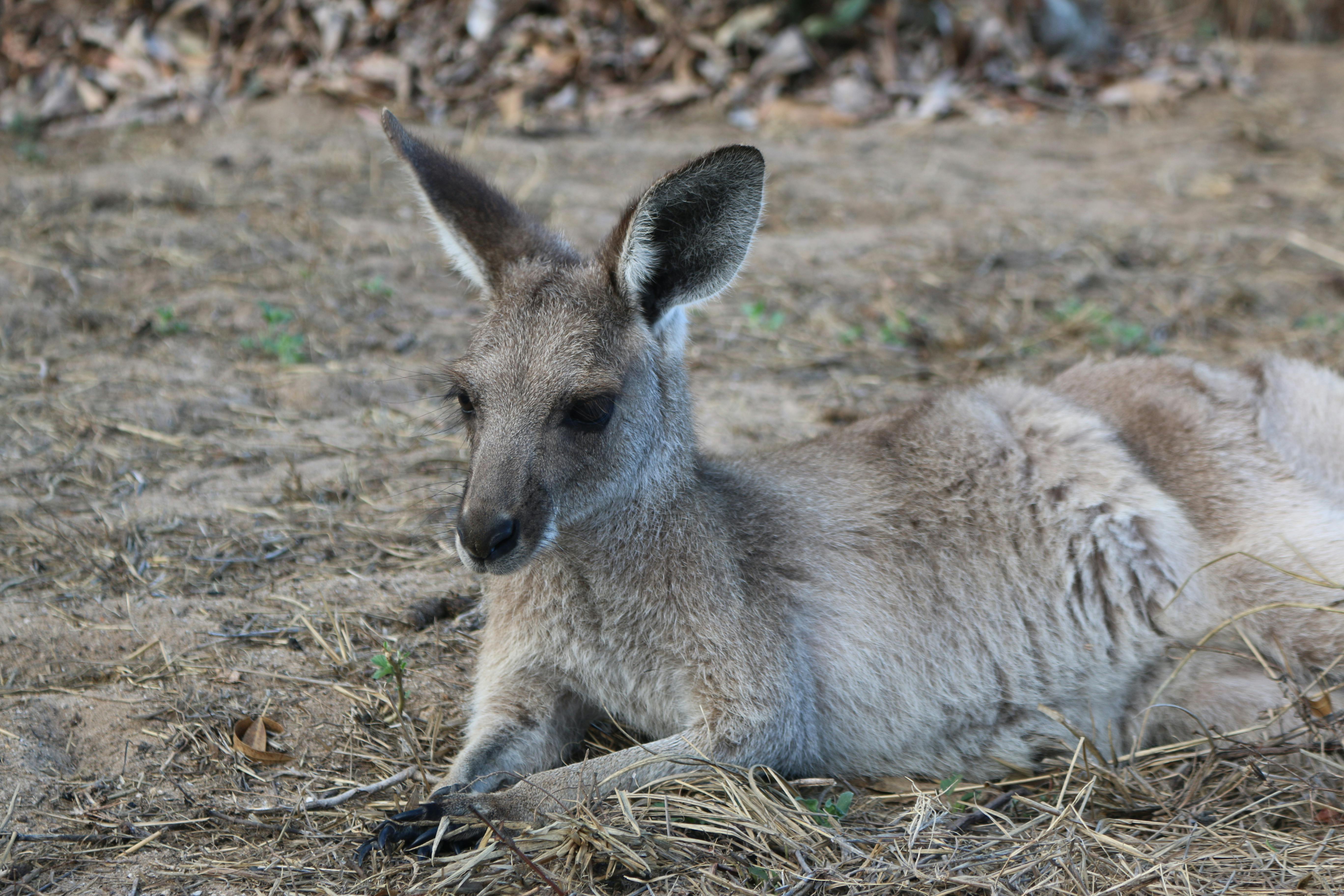 Kangaroo Lying on the Ground · Free Stock Photo