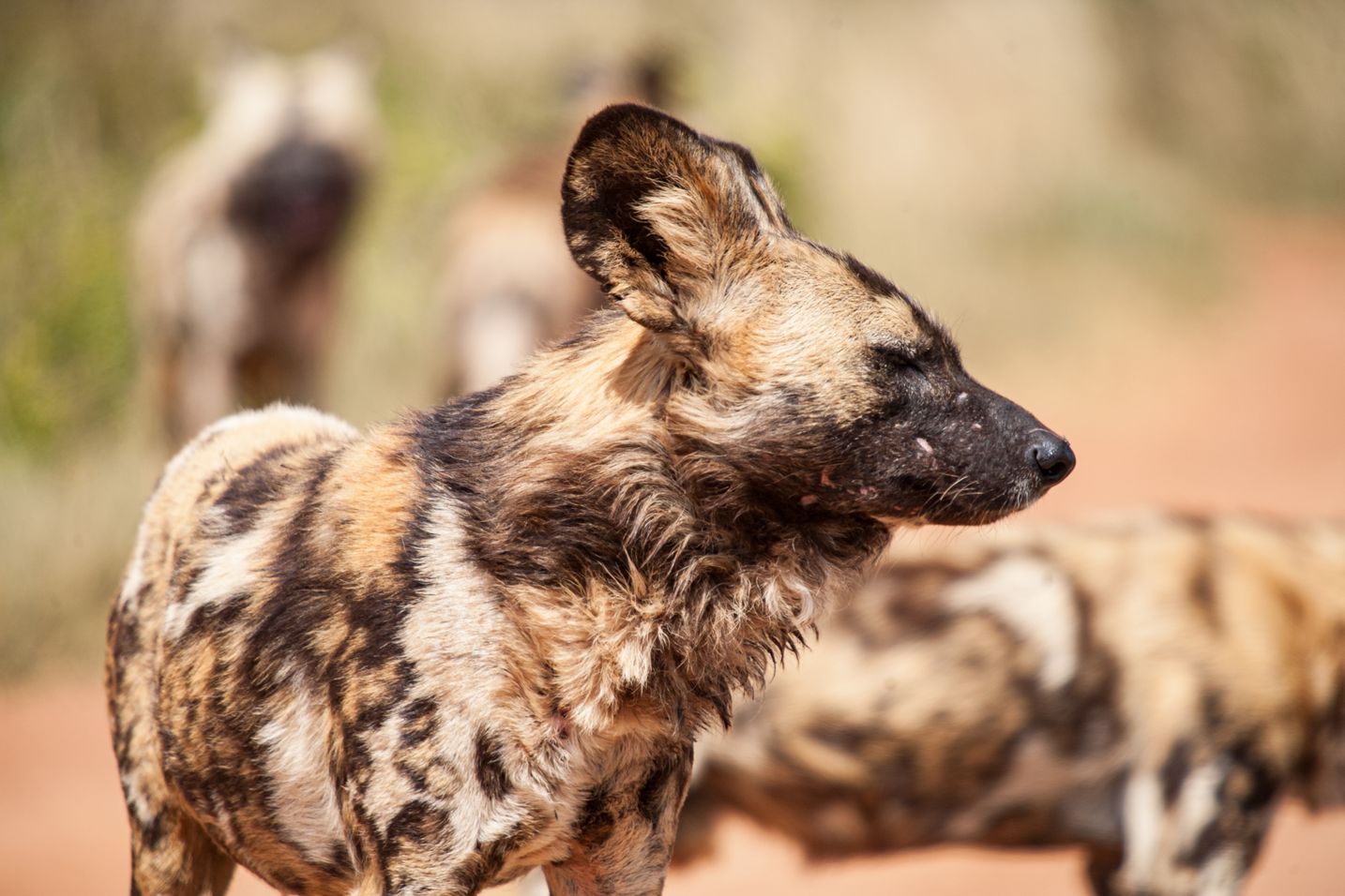 African Wild Dog Pack: Unique Hunting Dynamics Revealed