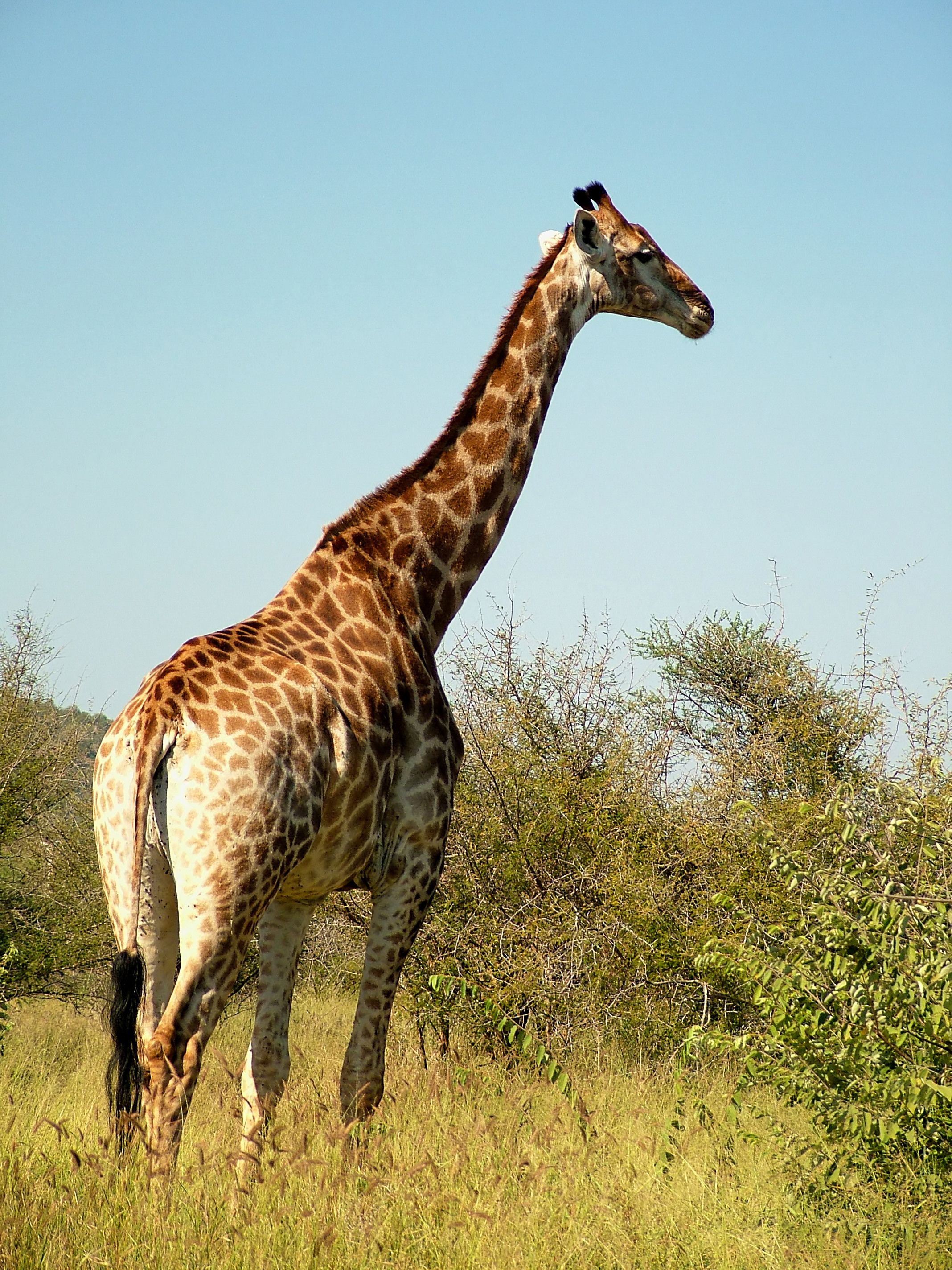 Giraffe Eating Tree Leaves · Free Stock Photo