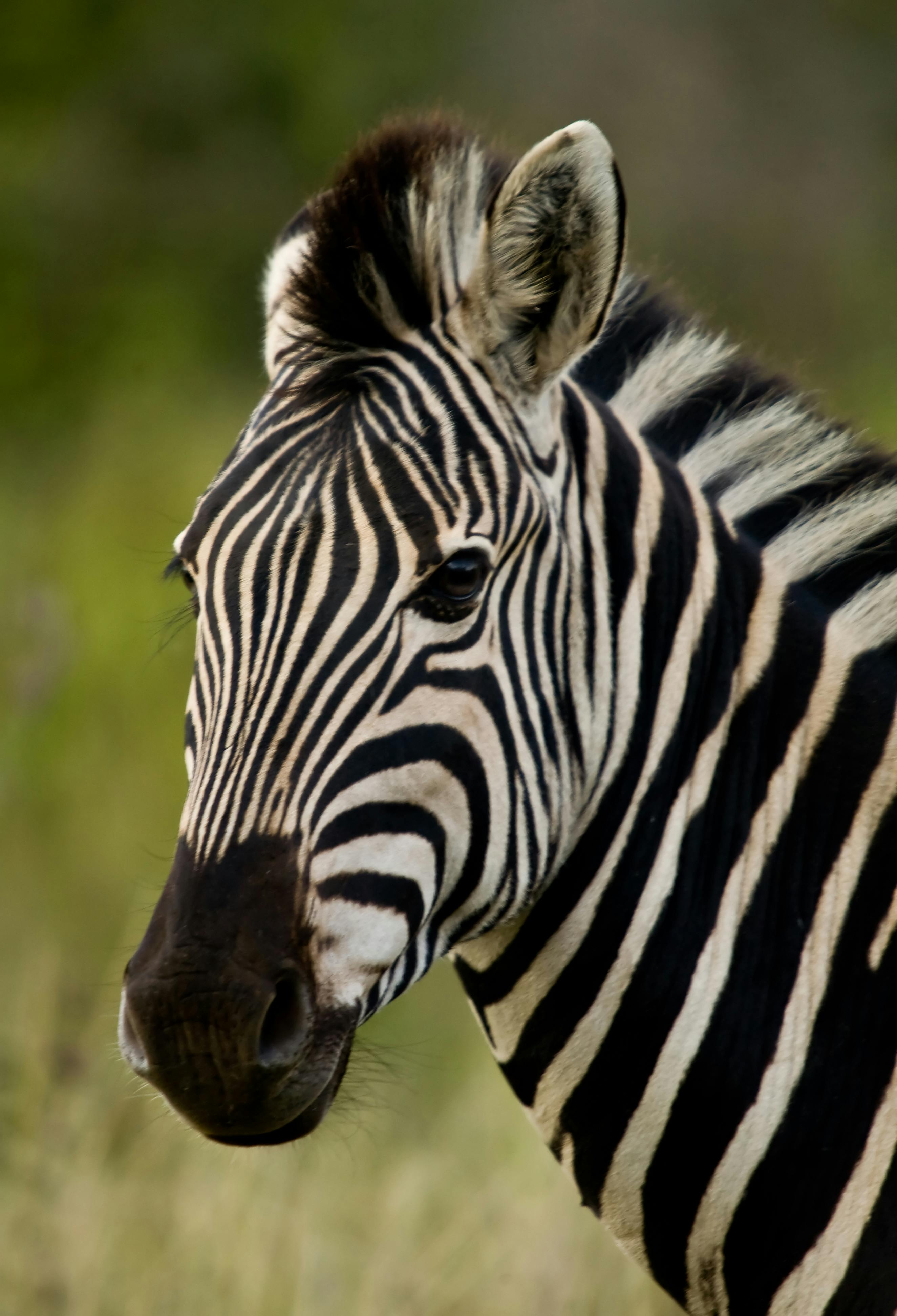 Zebra looking at camera against green plants · Free Stock Photo