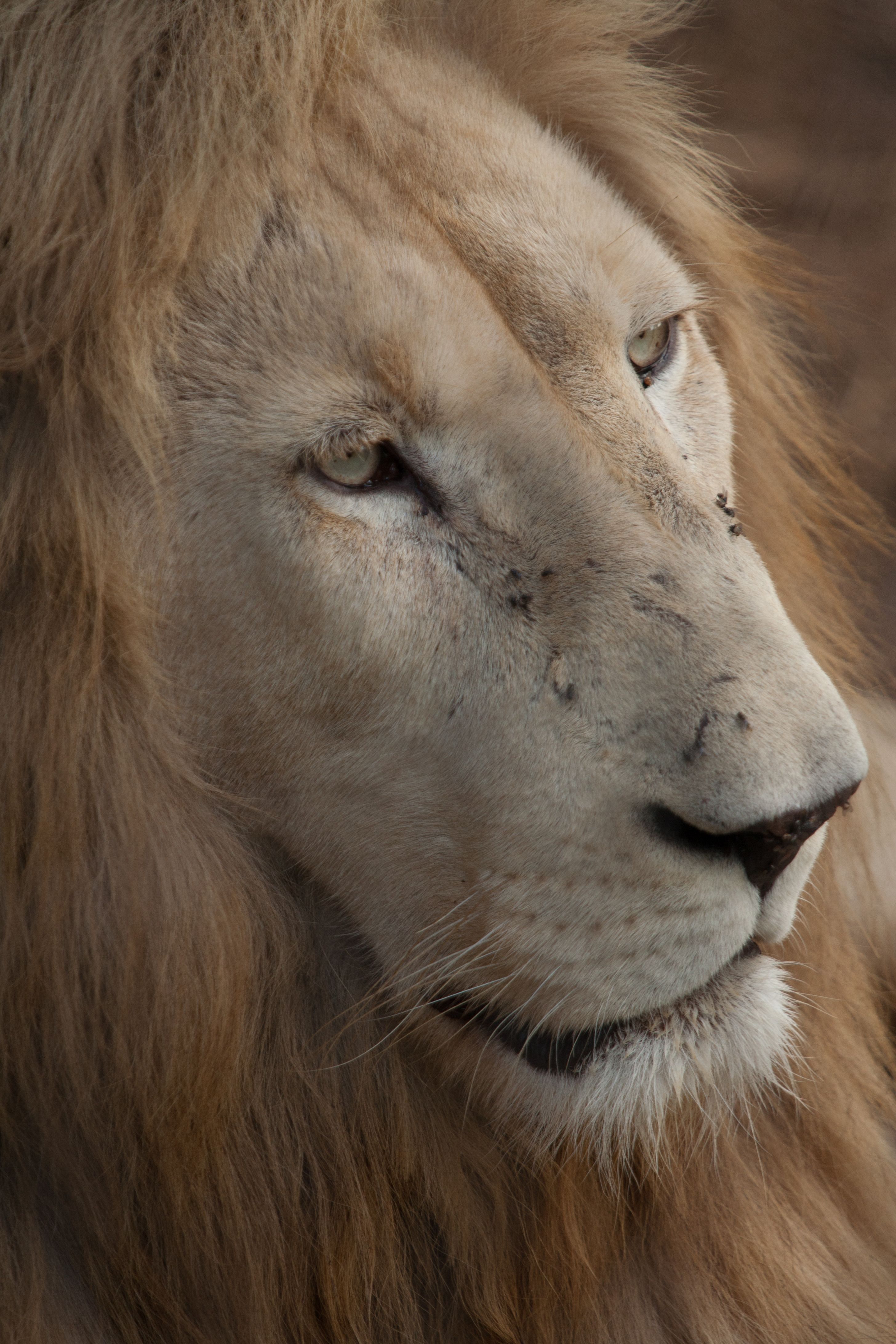 Lion Focus Photos, Download The BEST Free Lion Focus Stock Photos & HD ...