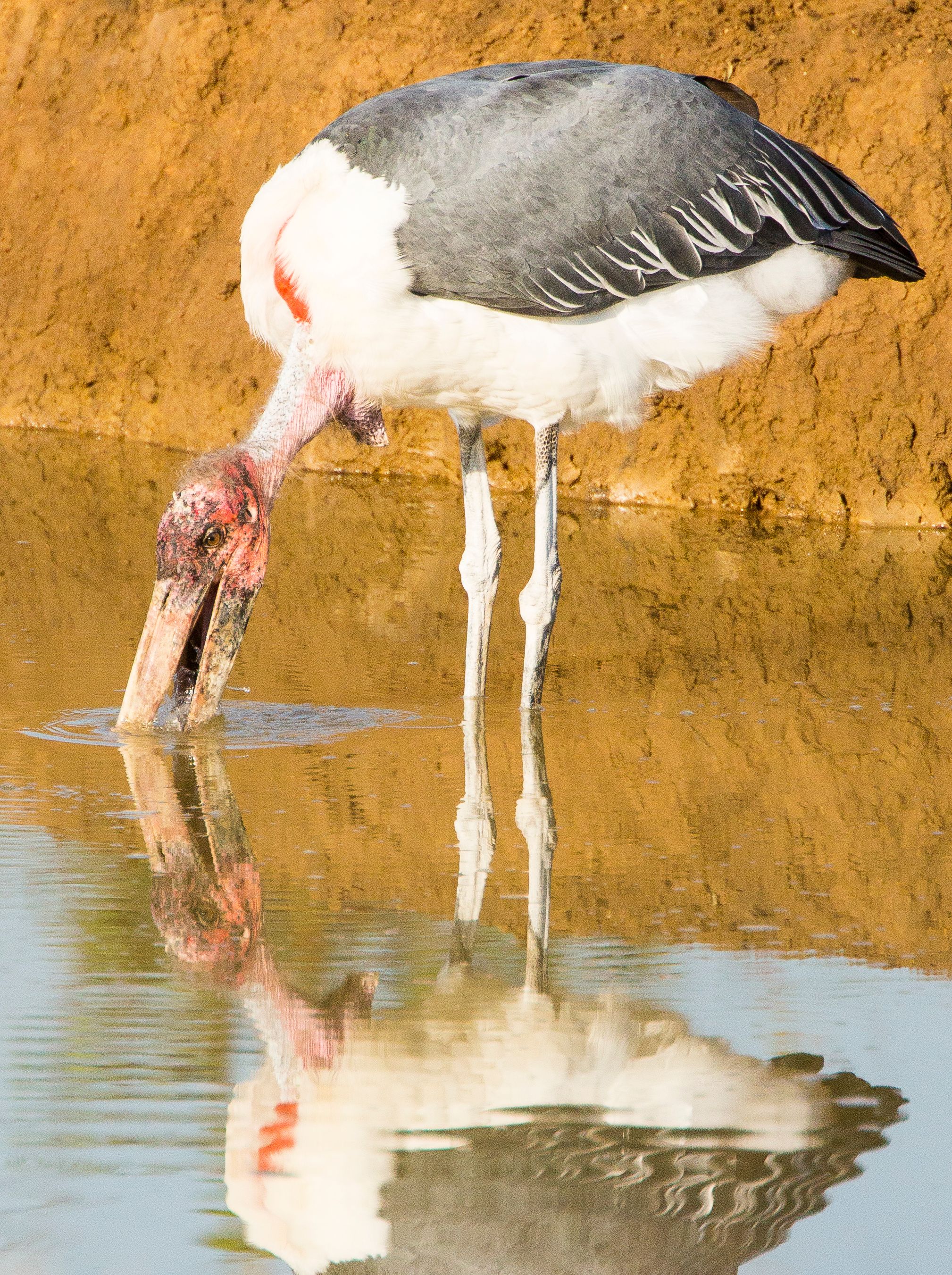 Clean Water Africa Photos, Download The BEST Free Clean Water Africa ...