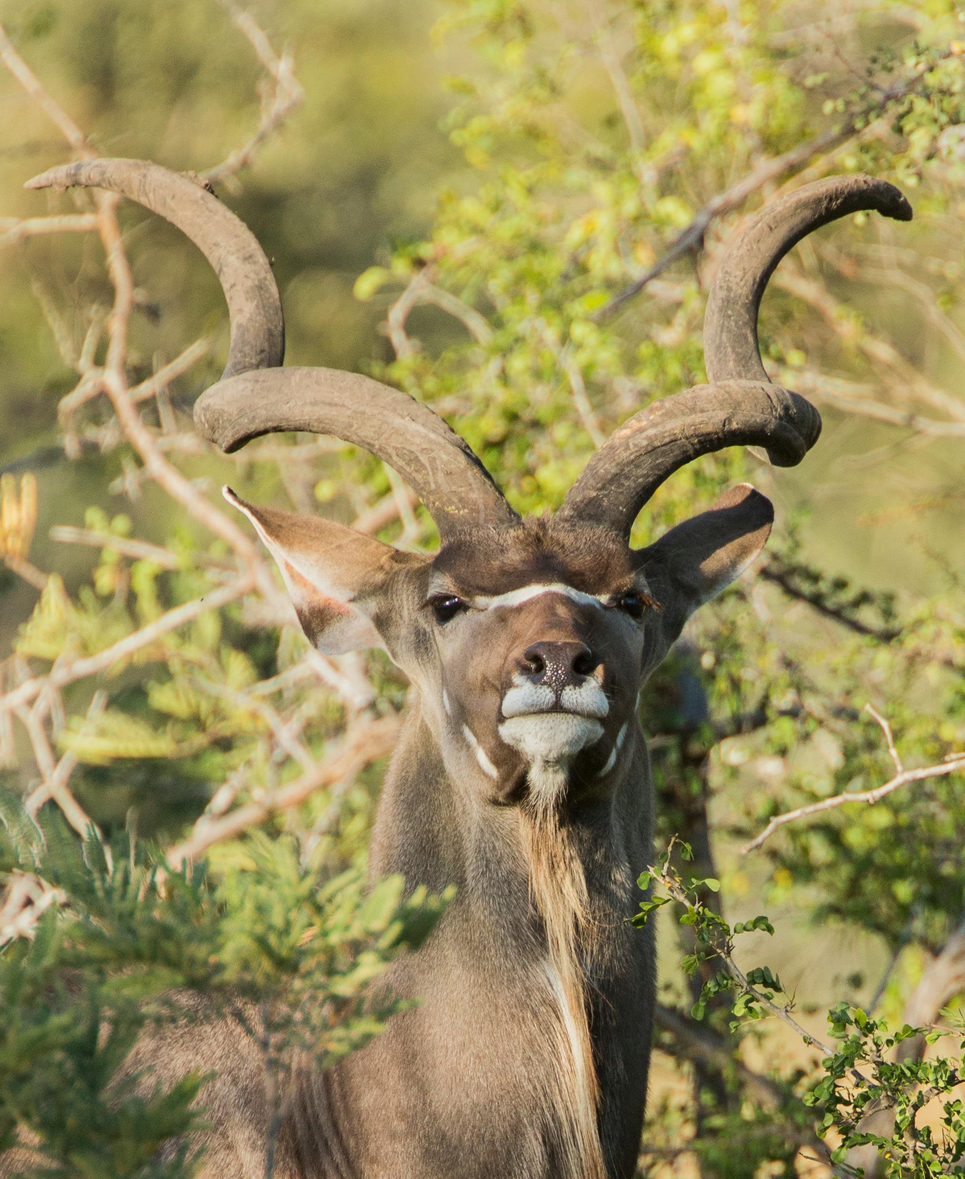 Antelope with curved sharp horns among green bushes · Free Stock Photo